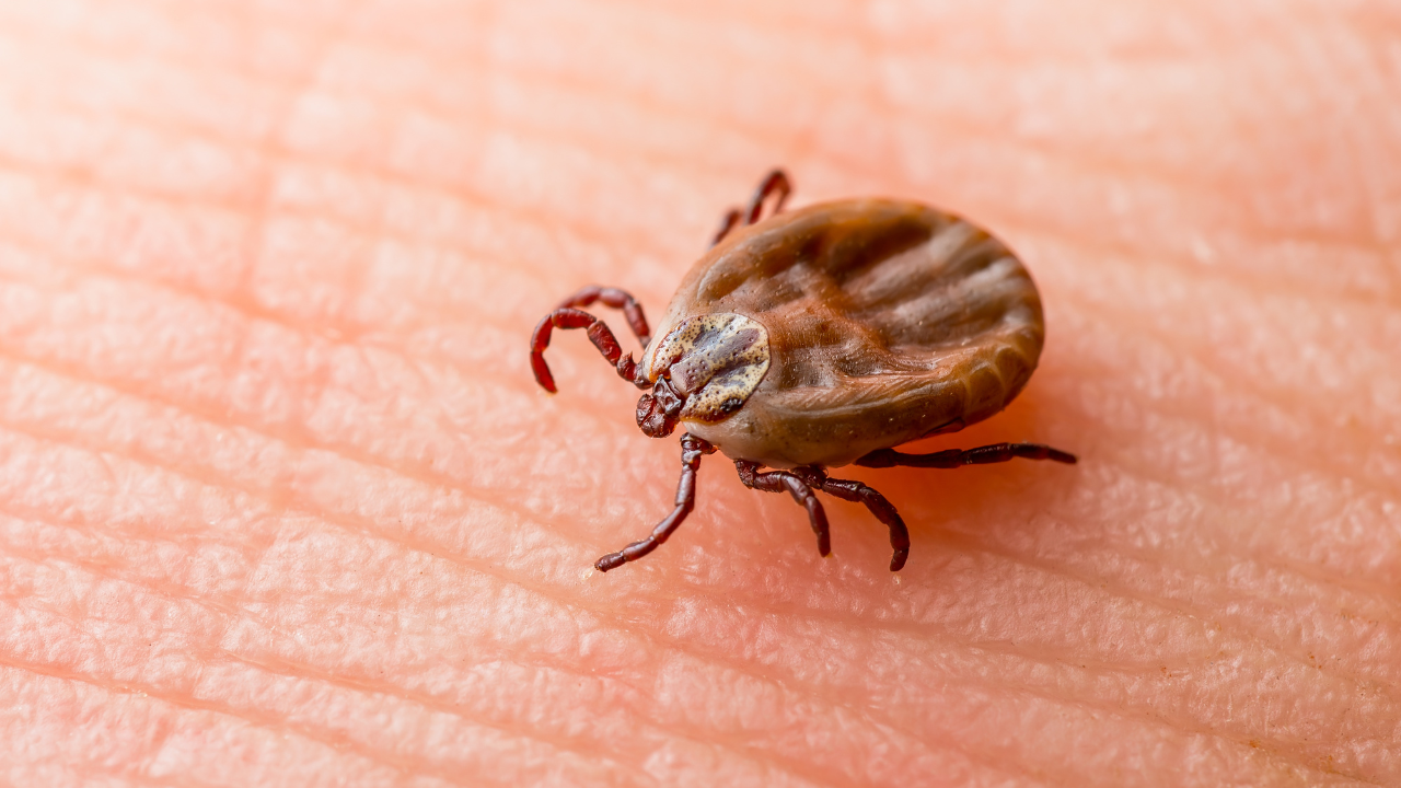 Malattia di Lyme: Sintomi, Cause, Diagnosi e Cura | Guida Completa