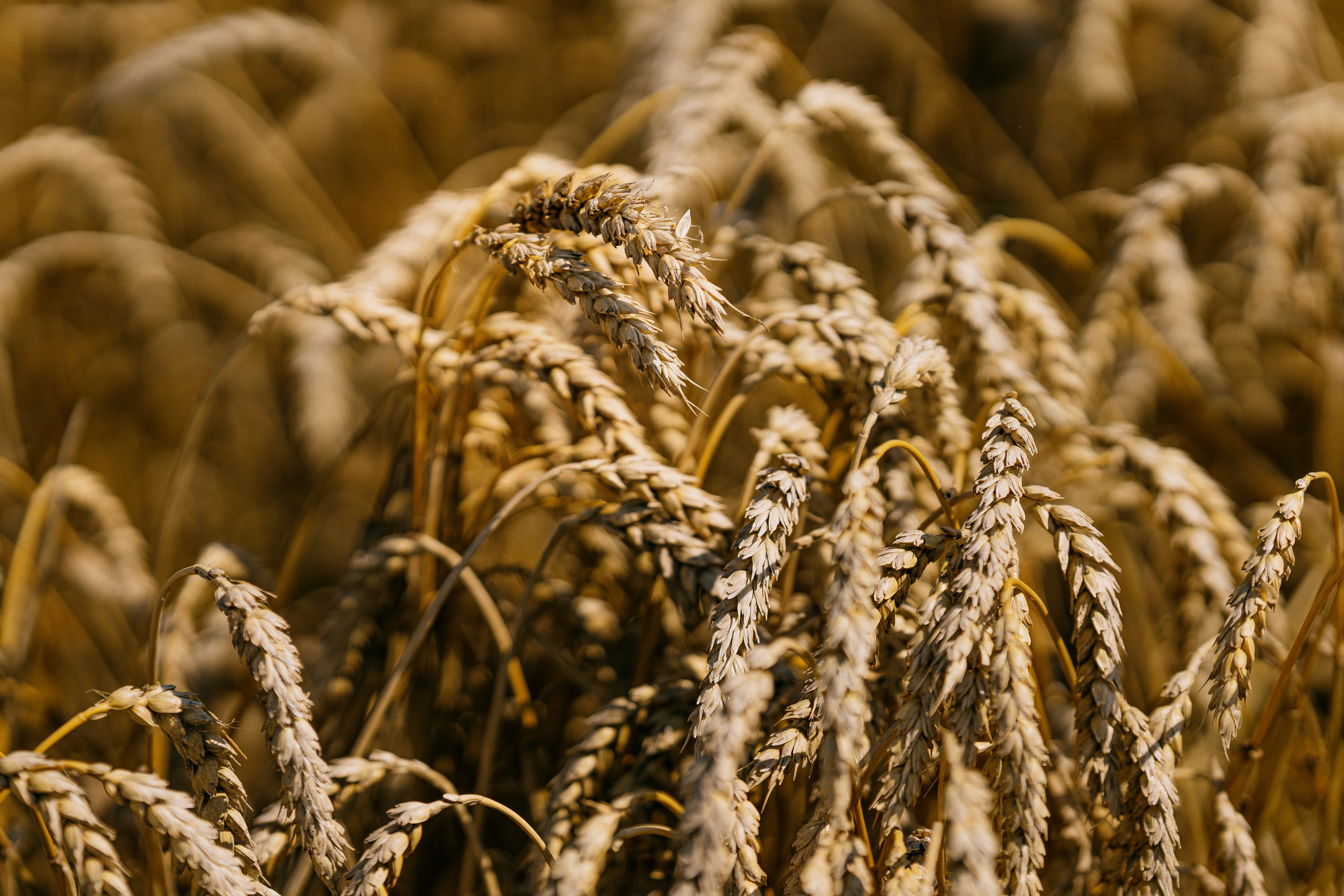 Sustainable food systems through regenerative agriculture