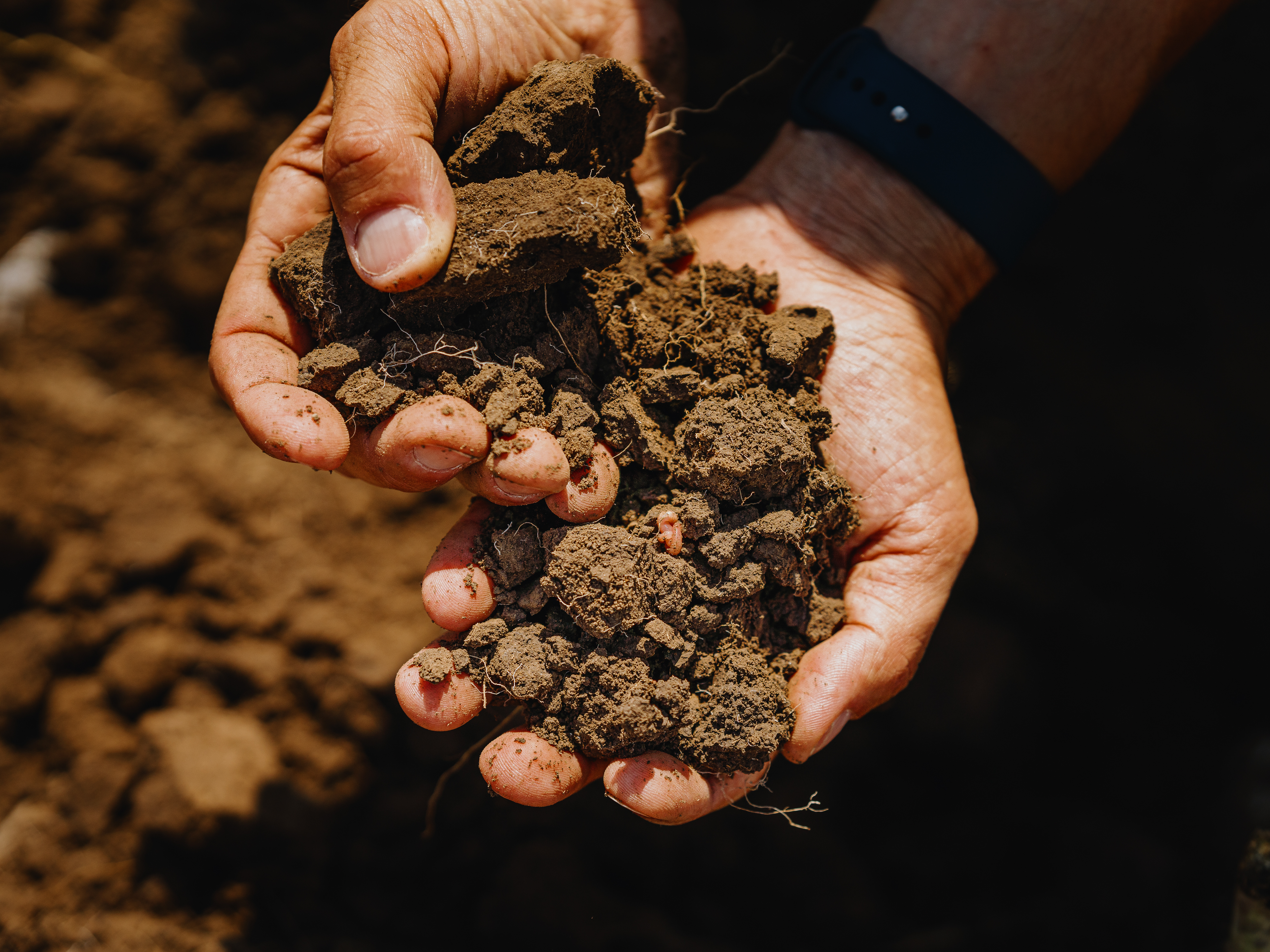 What is soil, and why does it matter in the carbon market?