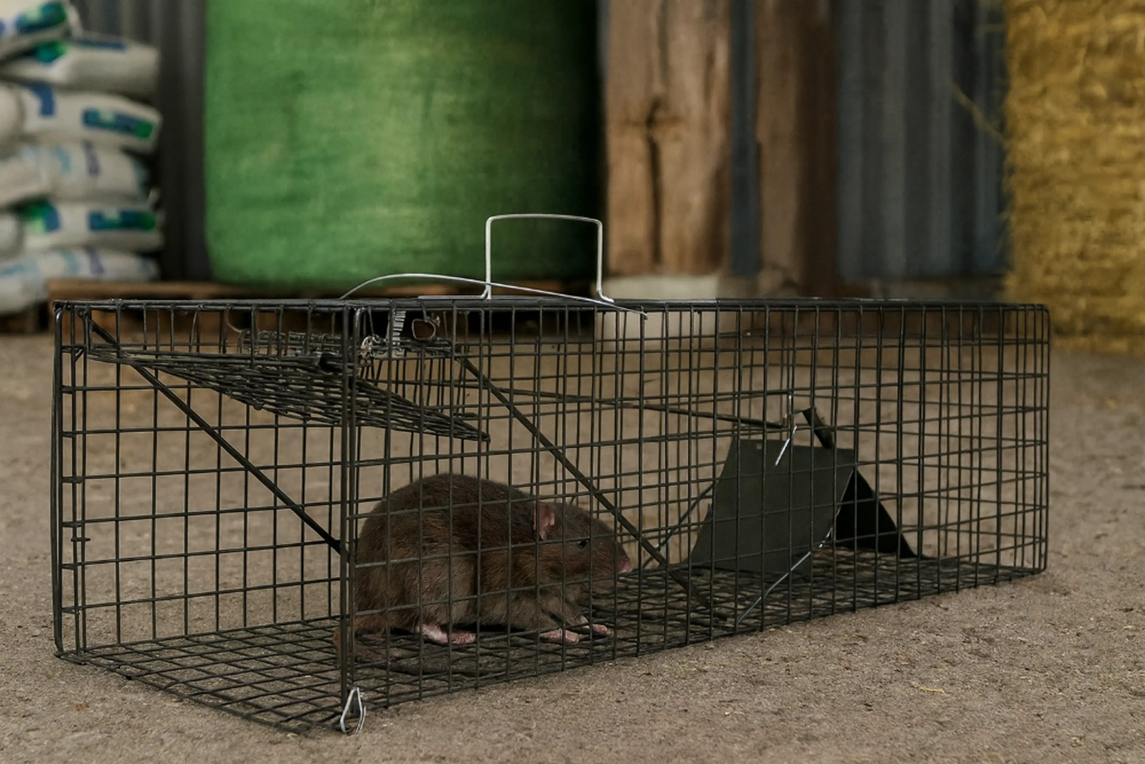 Rattengif verboden? Wat boeren nu kopen