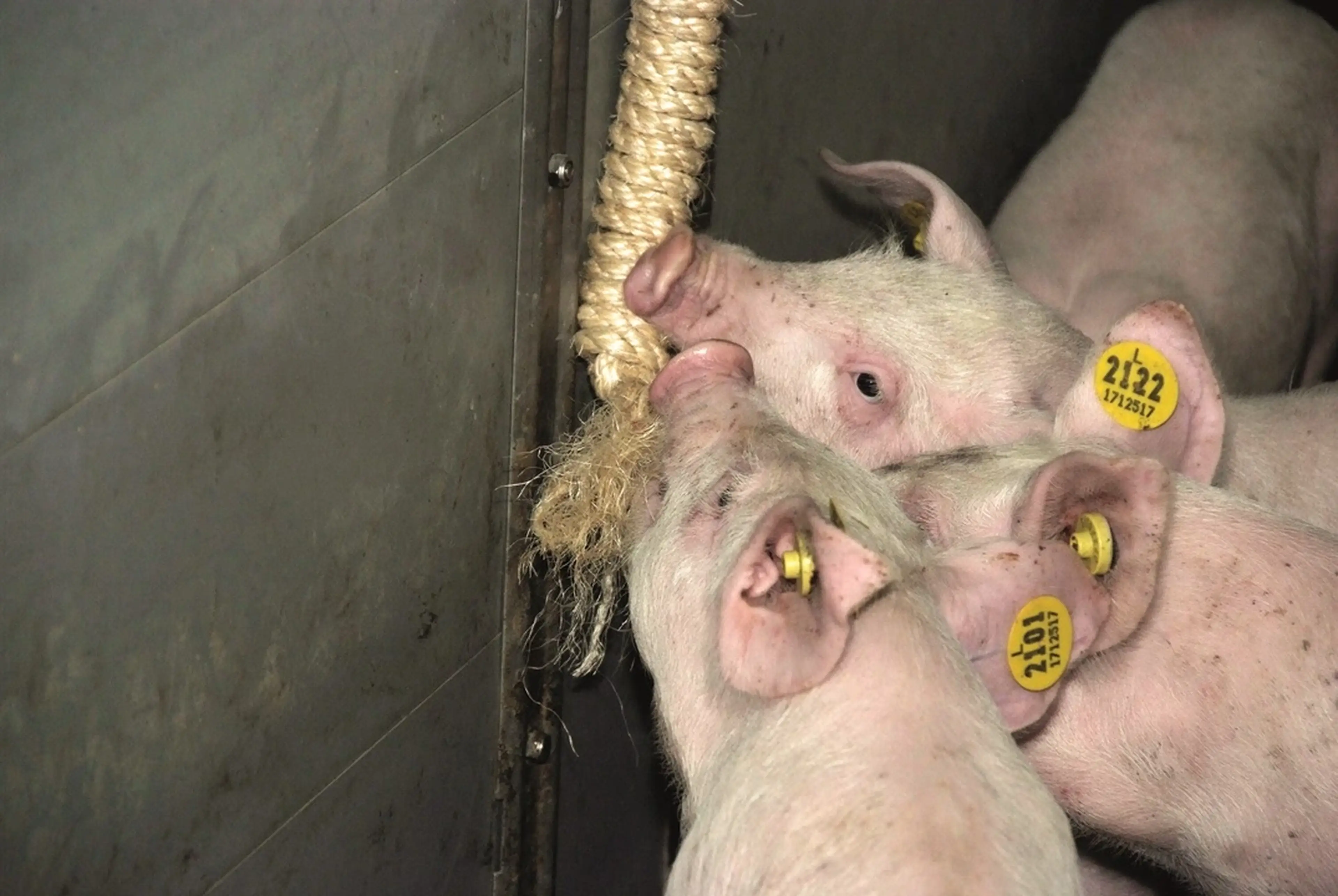 Play Material for Pigs and Piglets | MS Schippers