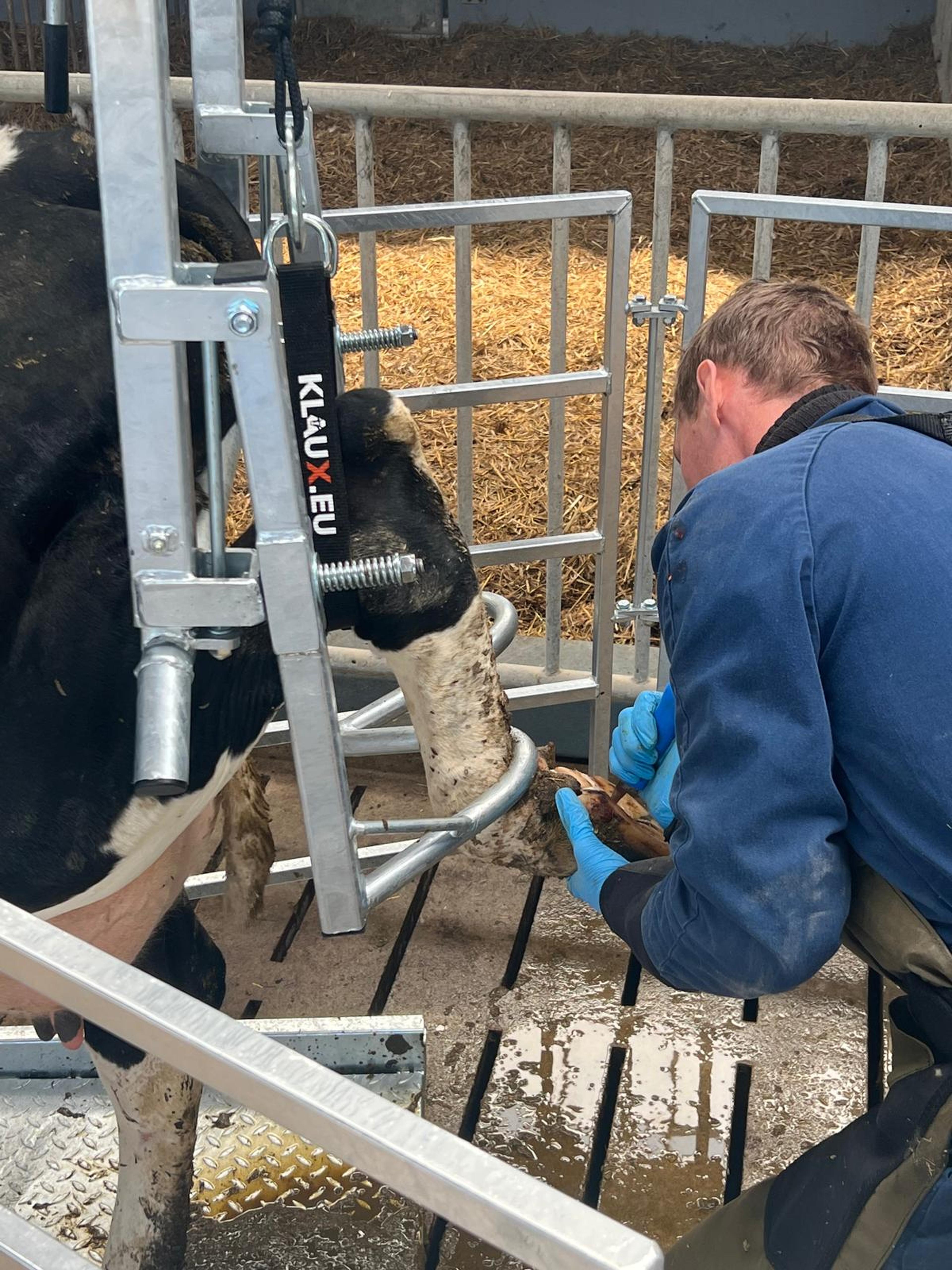 Improving comfort and safety when trimming cows' hooves with a trimming ...