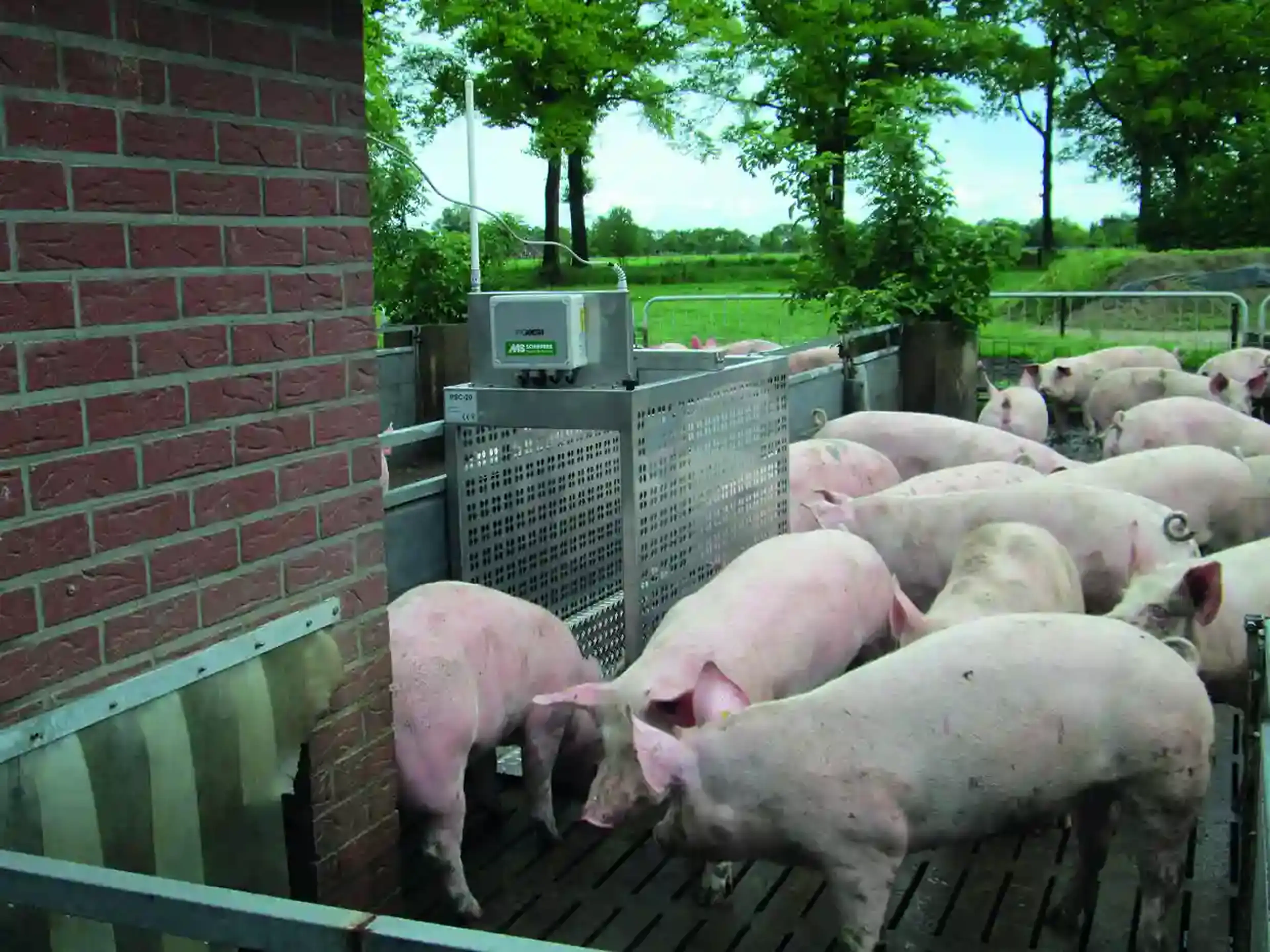 MS Pigscale - MS Schippers