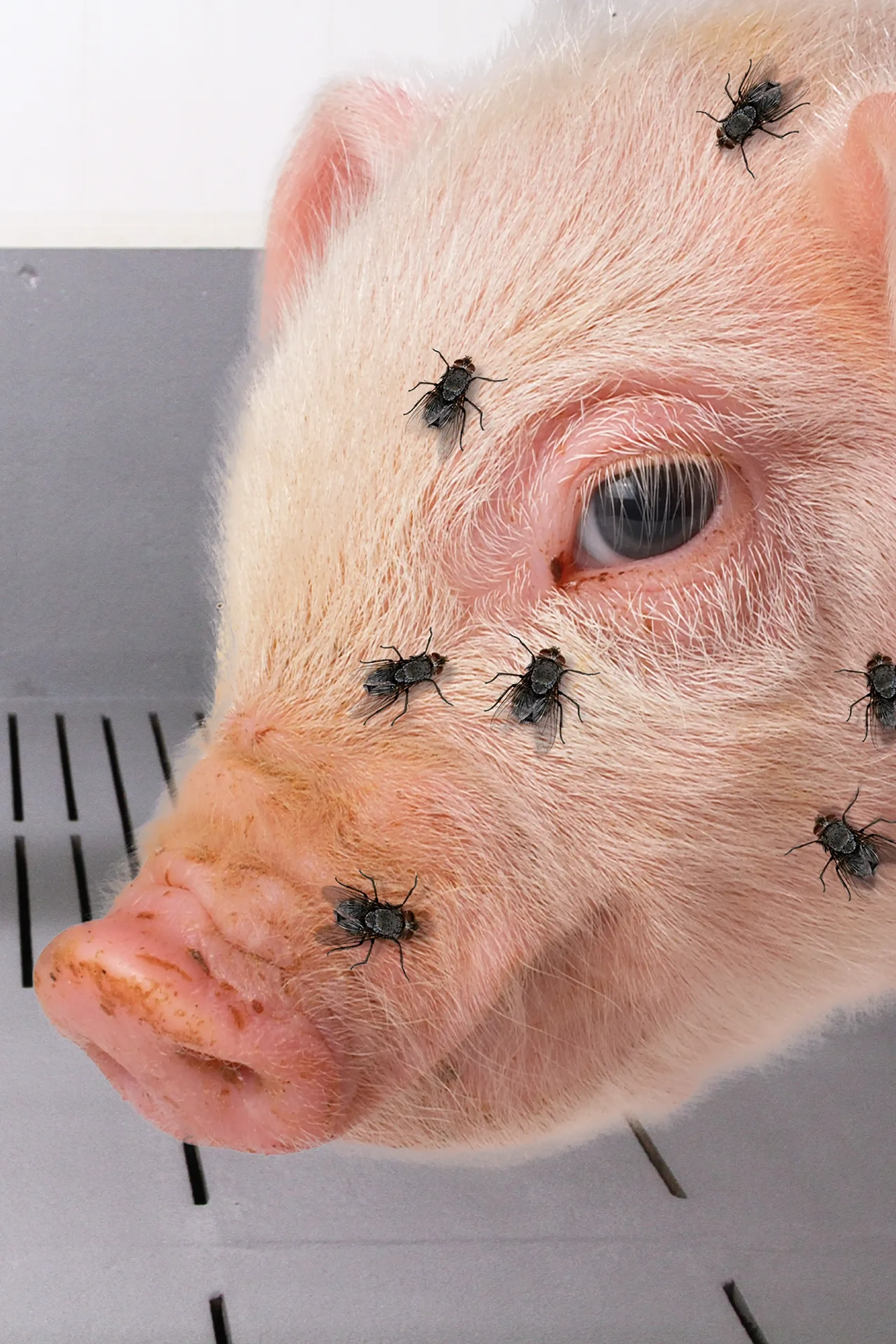 Control de plagas de moscas: Estrategias eficaces para su granja