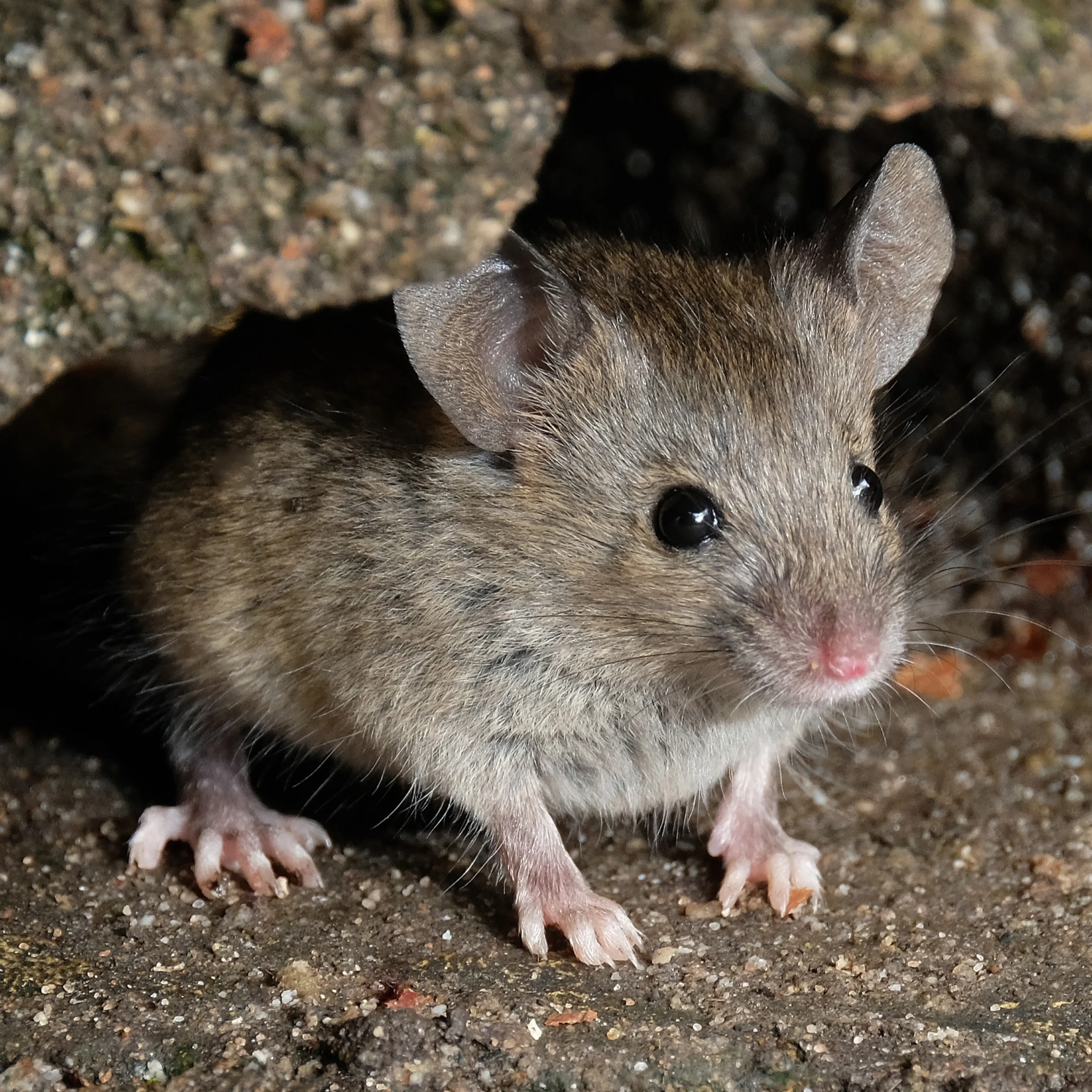 9 tips voor ratten en muizen bestrijden