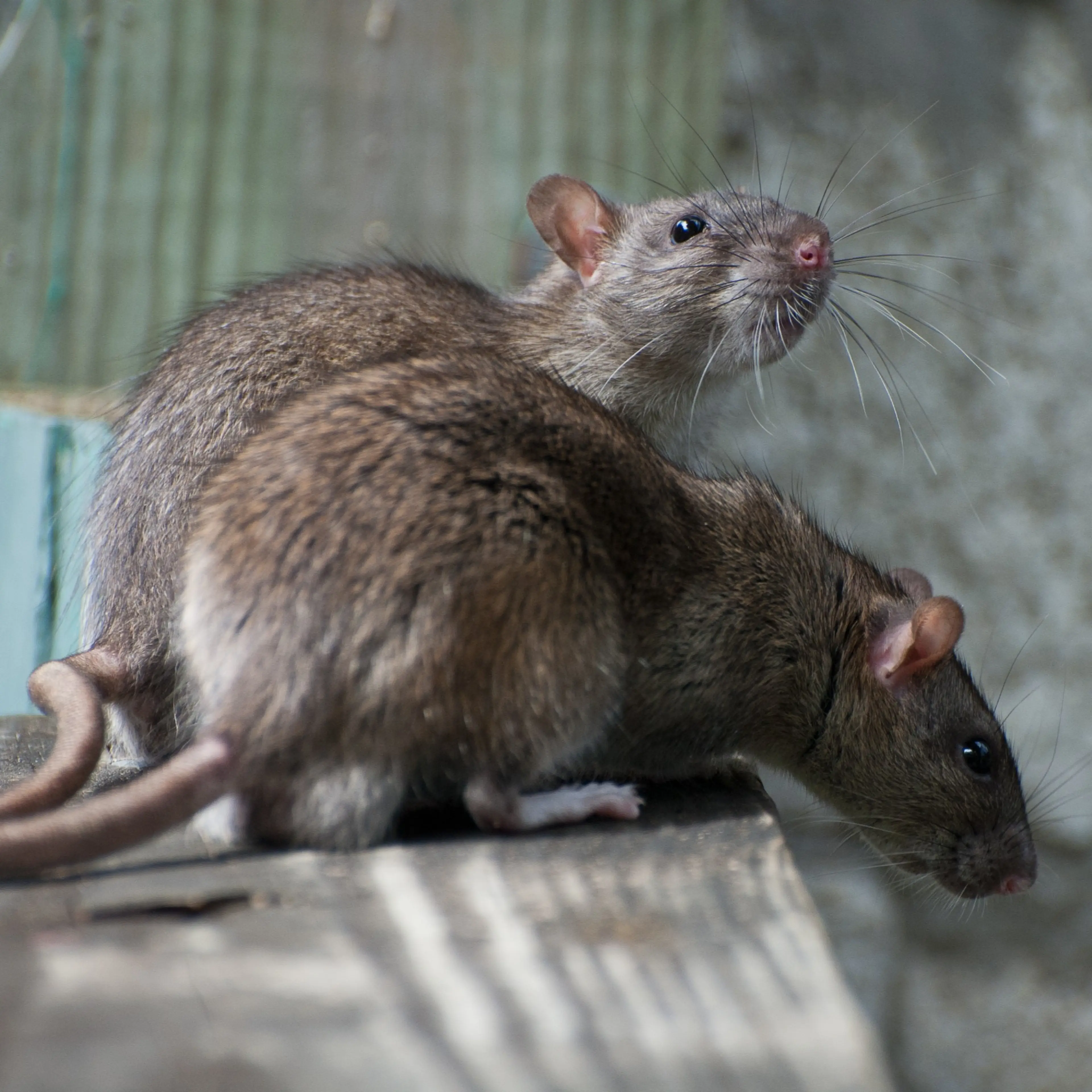 9 tips voor ratten en muizen bestrijden