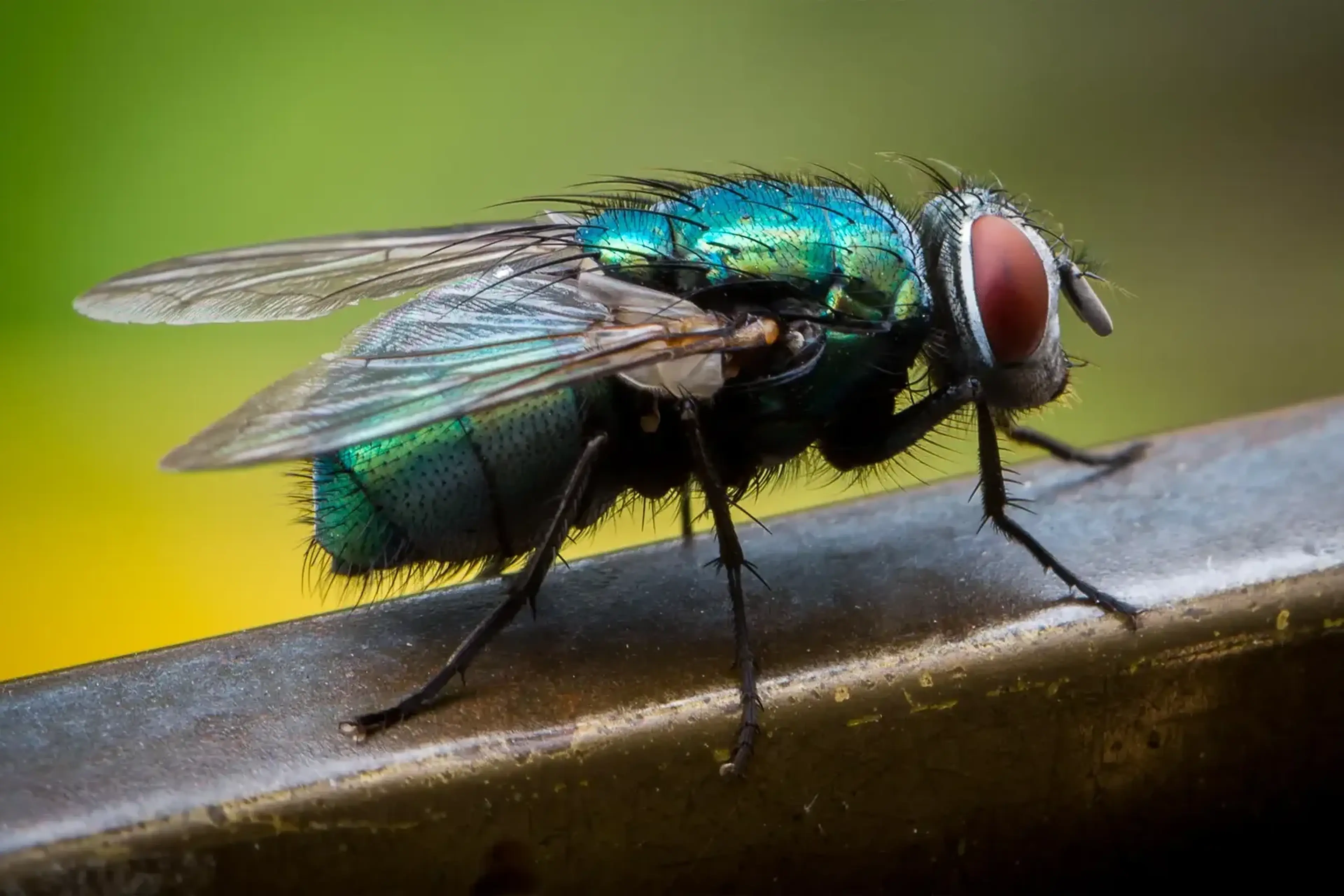 Come controllare le mosche in stalla con mosche predatrici