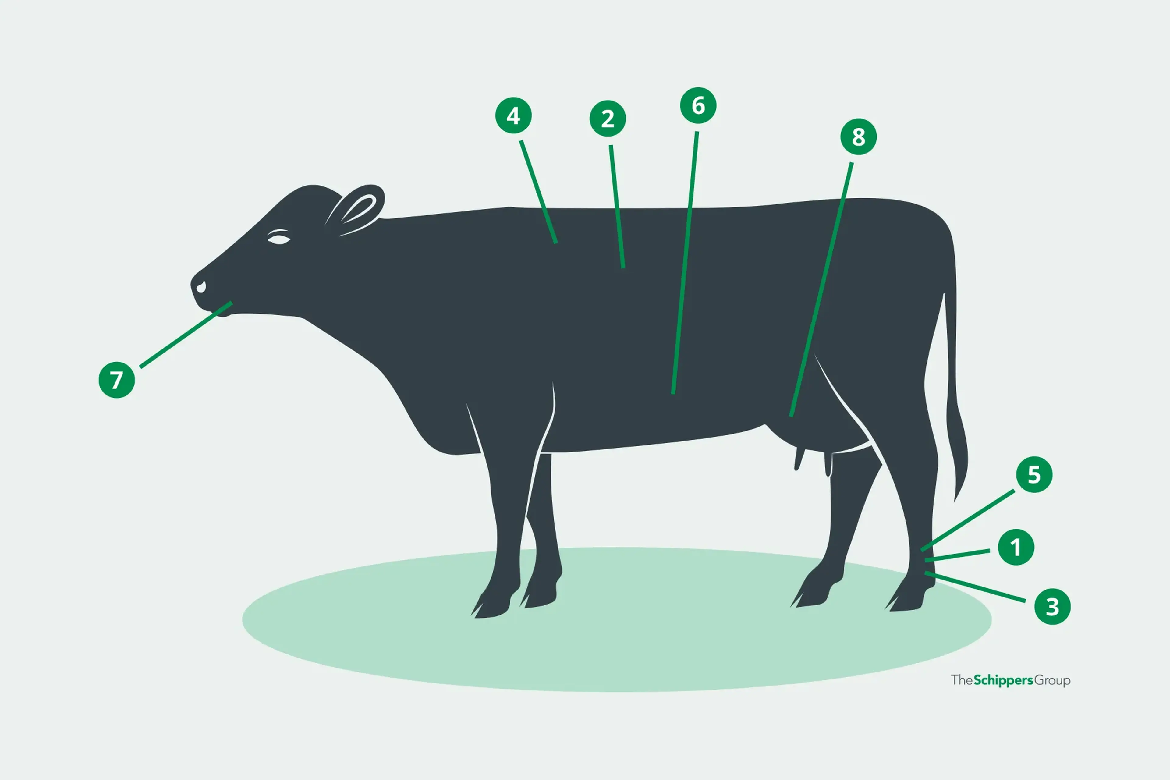5 steps of treating digital dermatitis in cattle