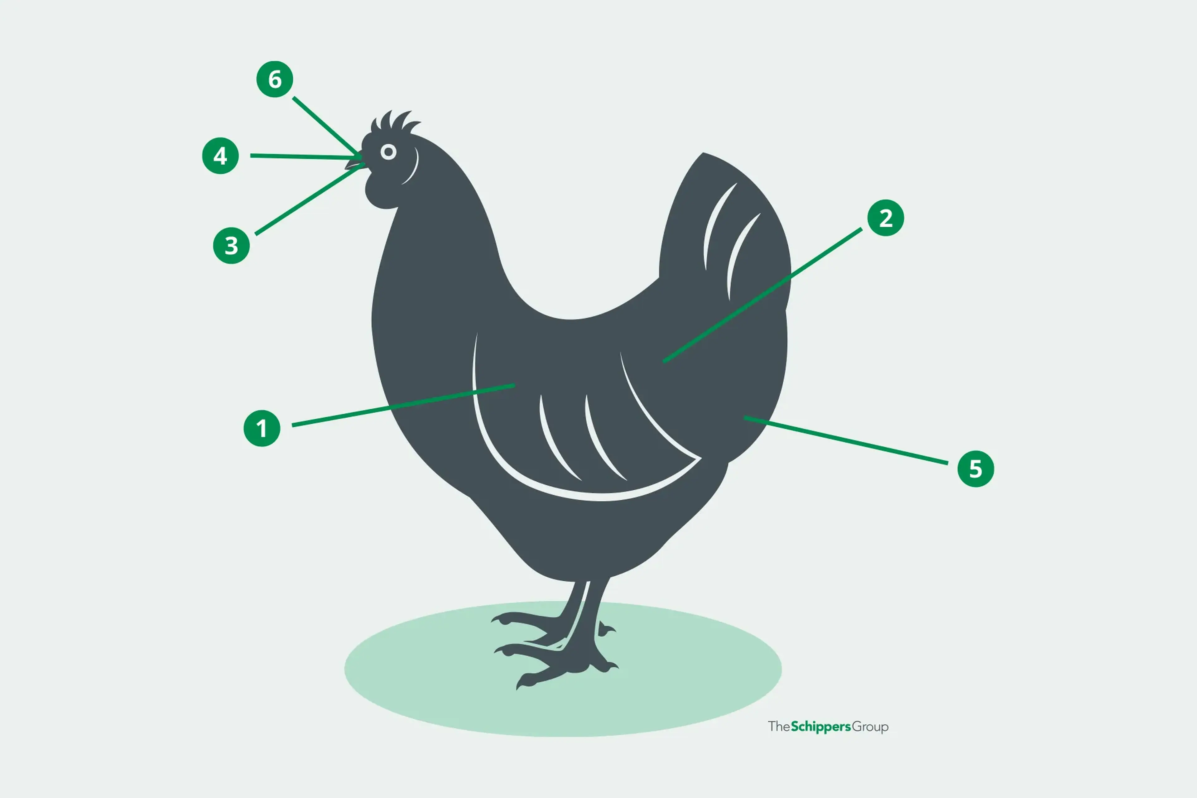 Colibacillosi nei polli: come prevenirla e proteggere il pollame