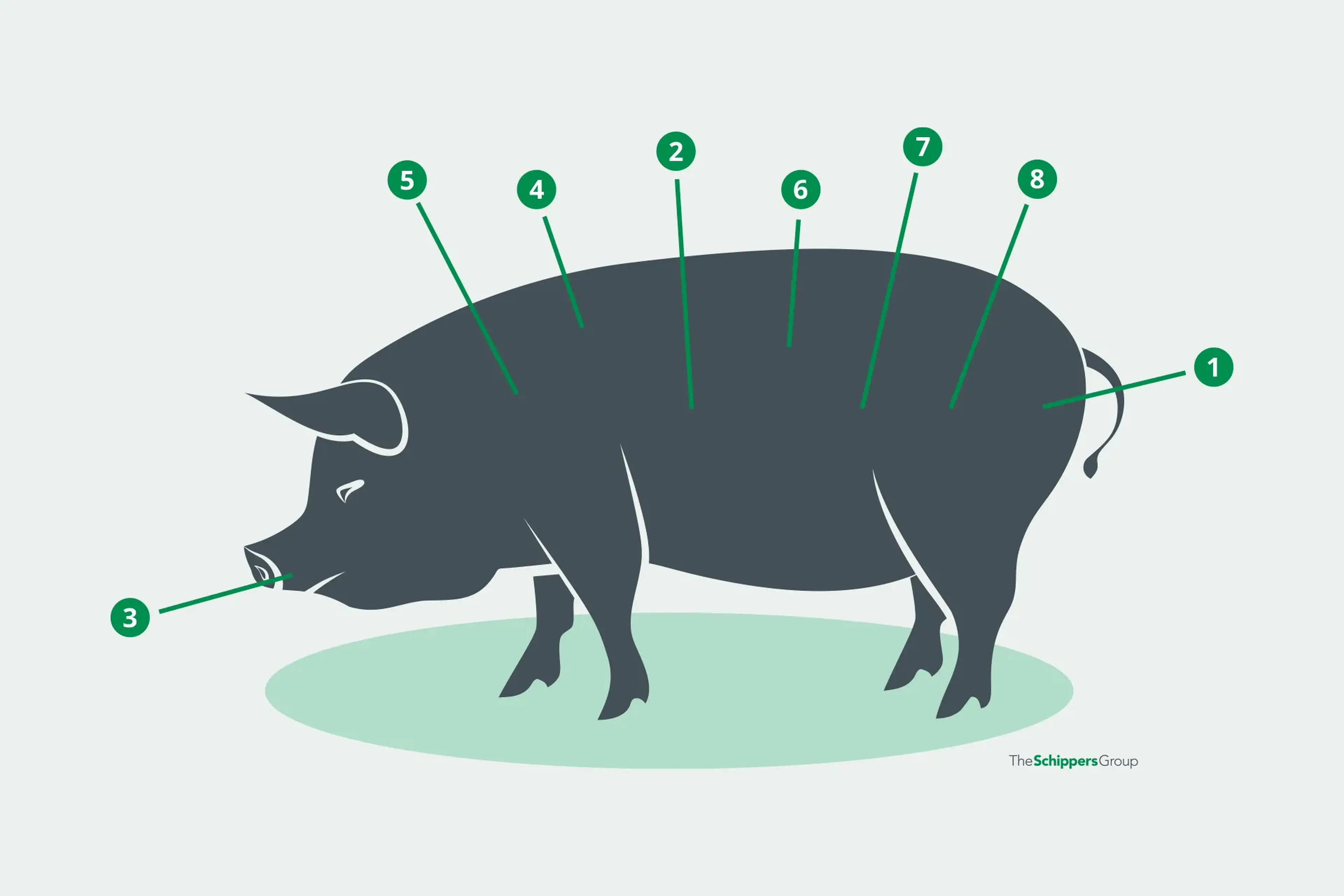 Prévention des cas de salmonellose : stratégies et mesures