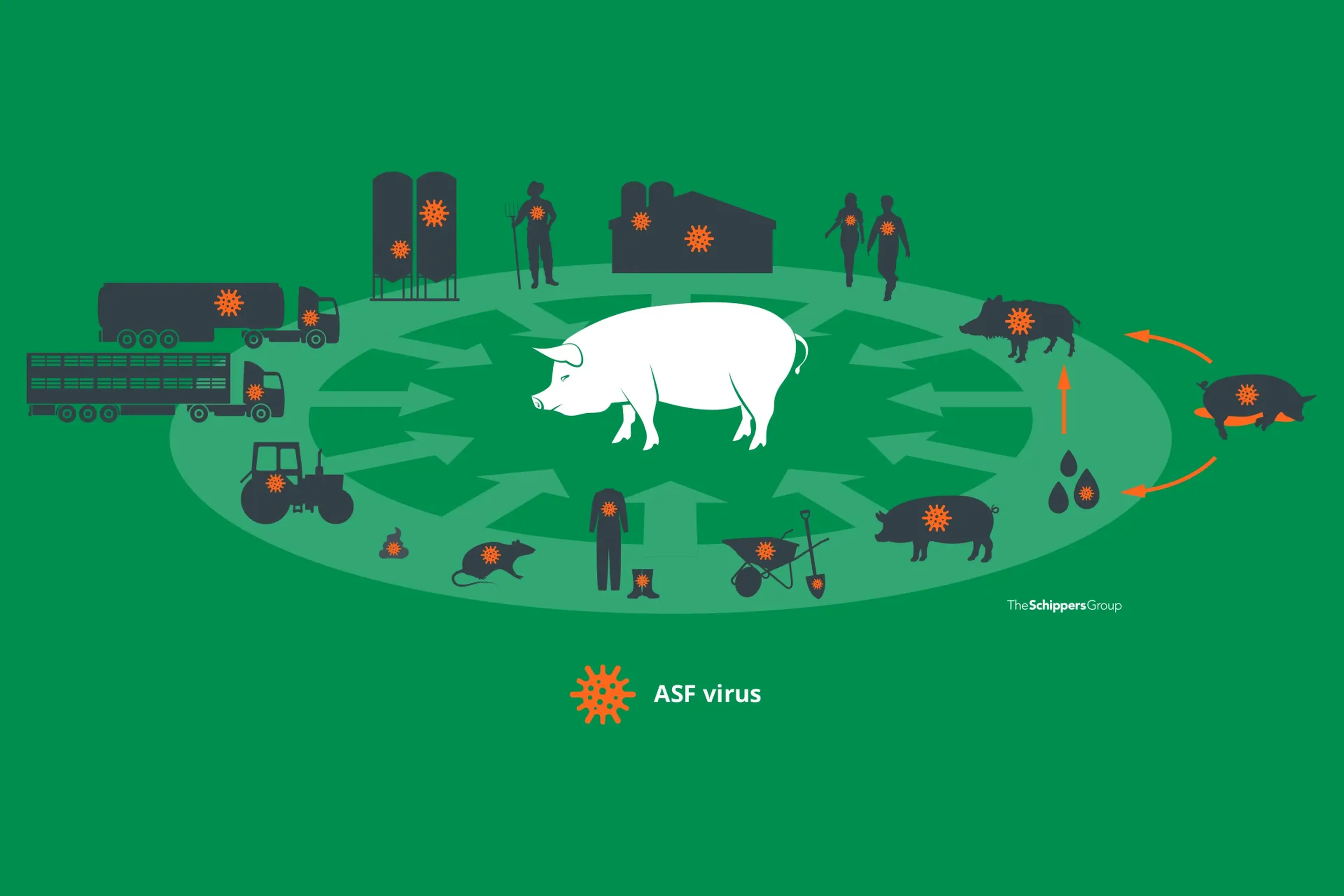 The 4 steps to prevent African Swine Fever