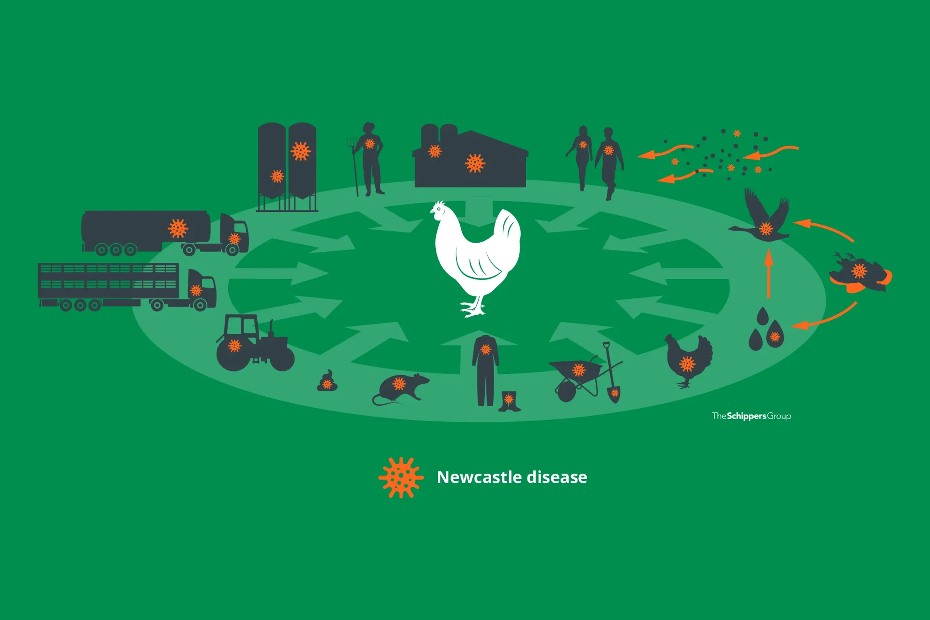 Prevención de la enfermedad de Newcastle: estrategias y medidas