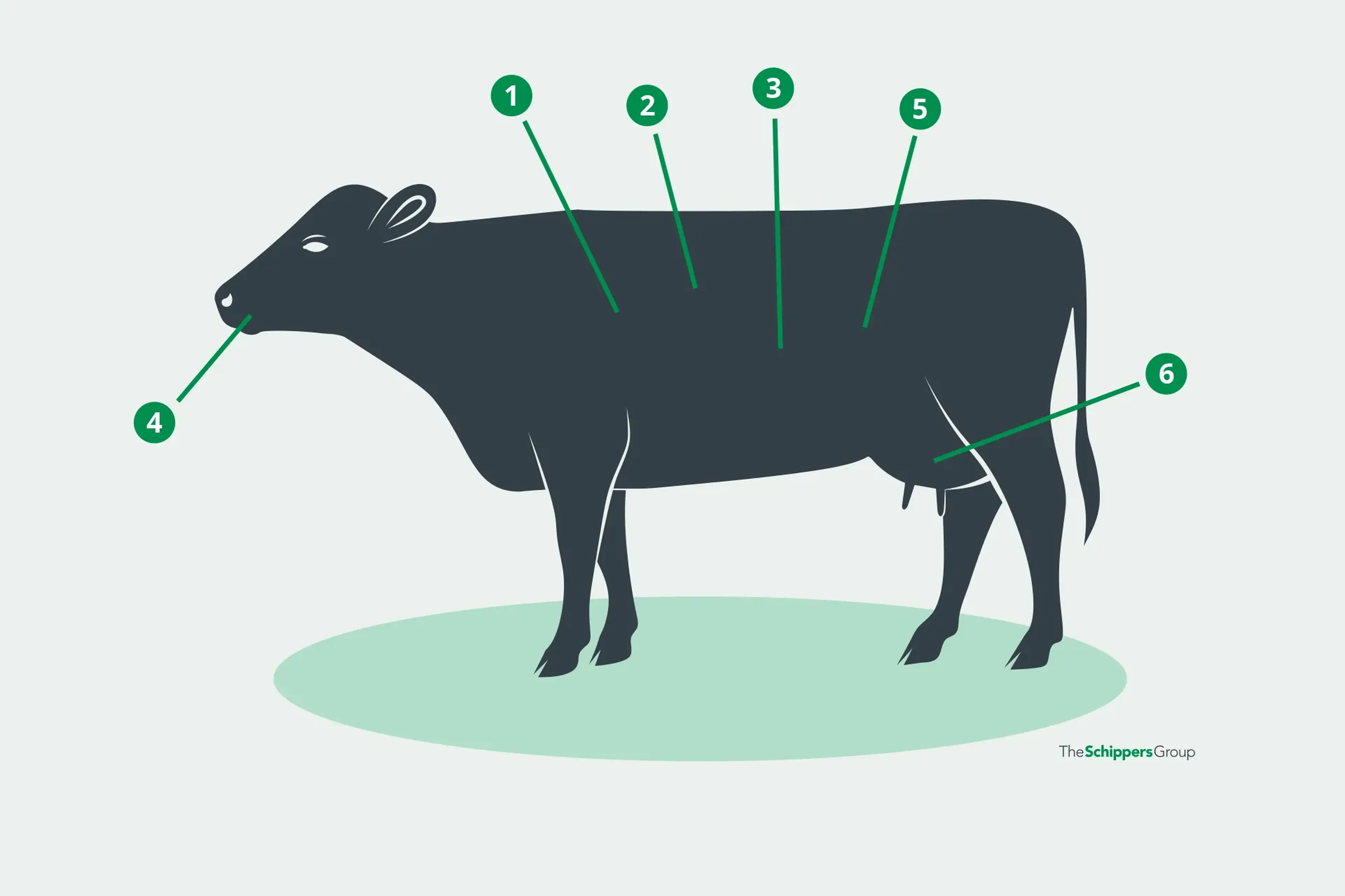 De 5 stappen om Clostridium bij koeien te voorkomen
