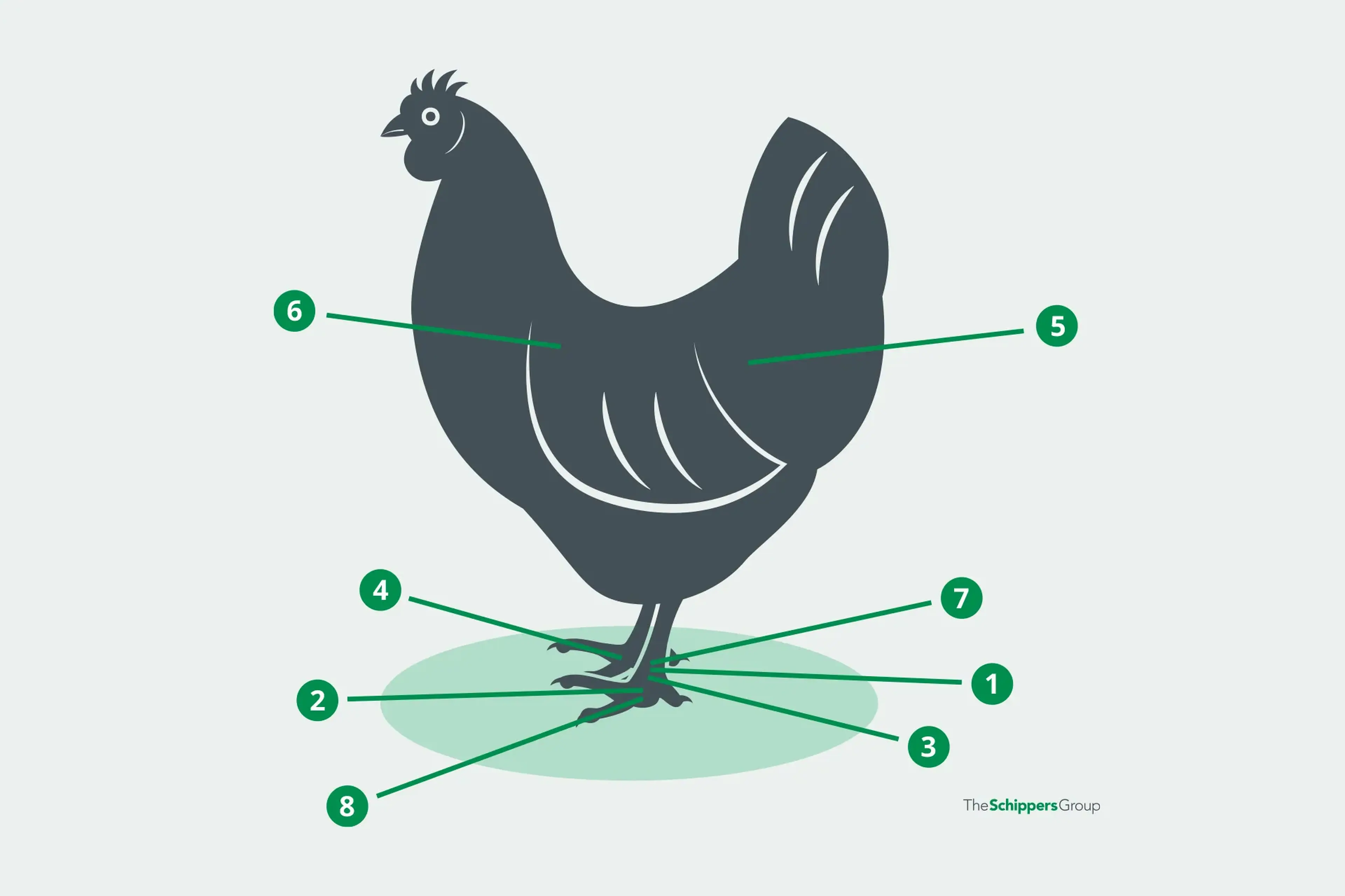 How to prevent Footpad dermatitis in broilers?