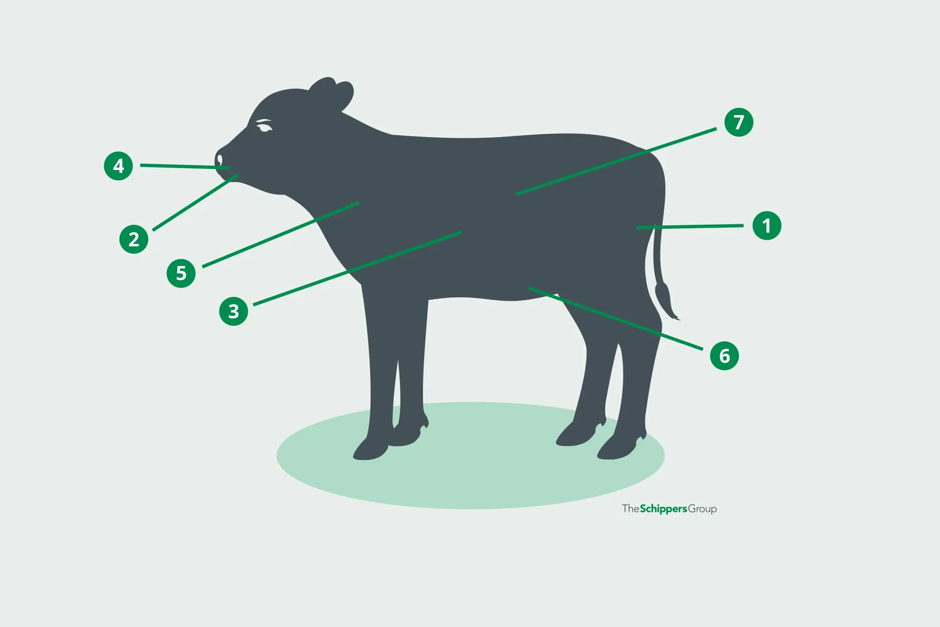 The 5 steps to prevent coccidiosis in calves