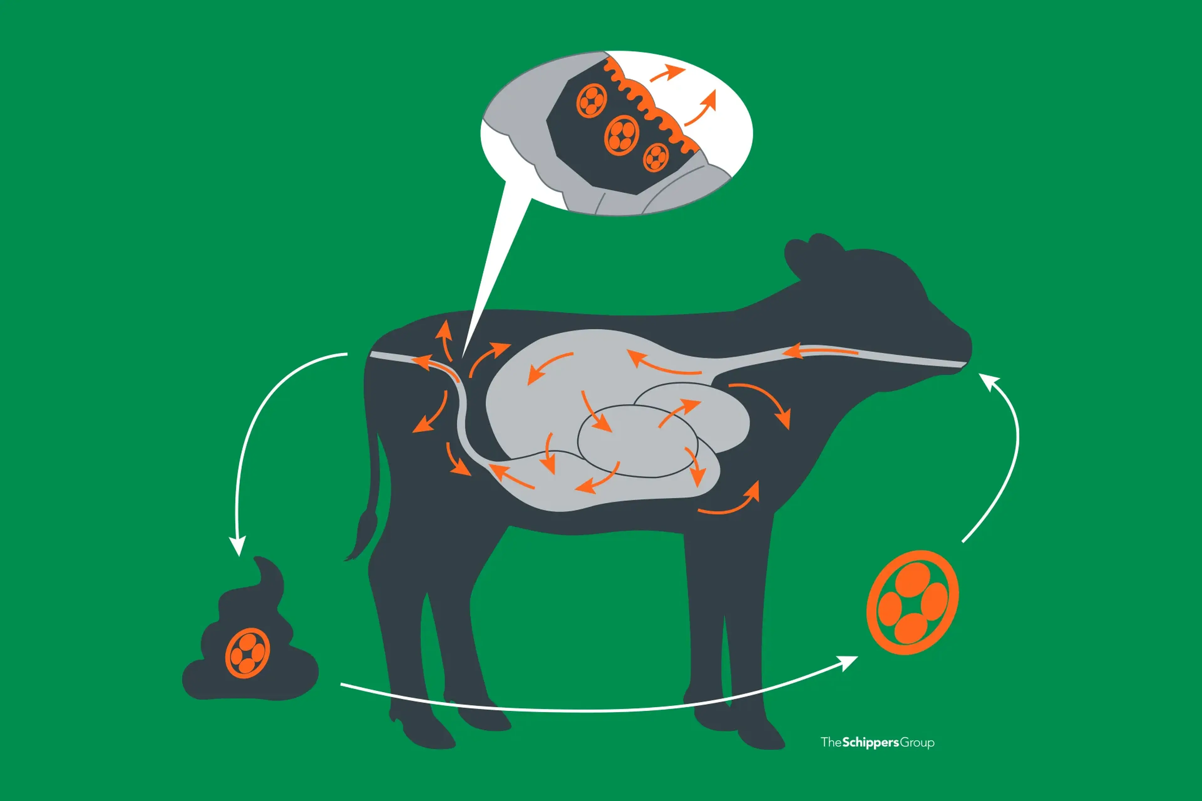 Cryptosporidium hos kvæg | Beskyt din gård | MS Schippers