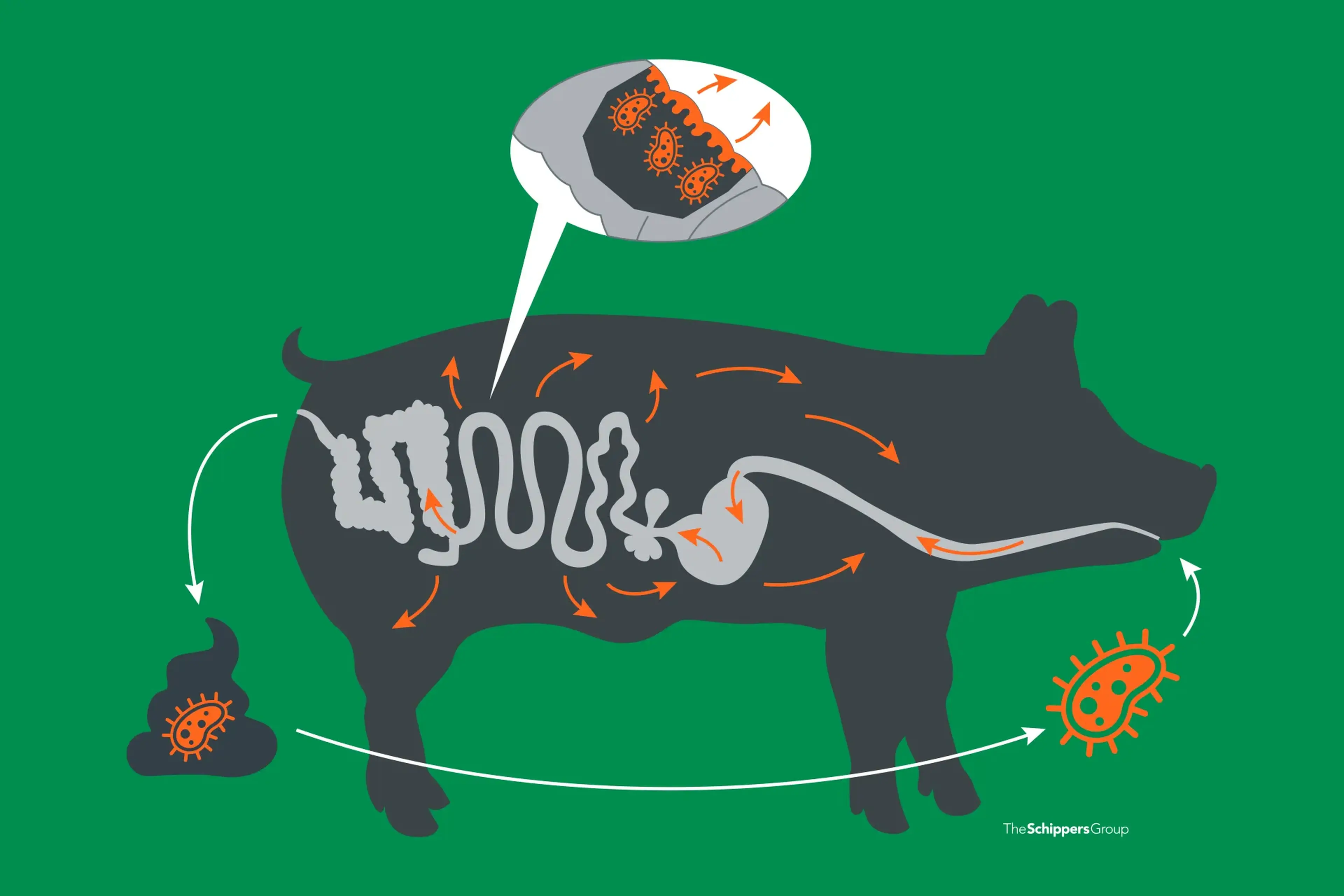 E. coli hos grise | Beskyt din gård | MS Schippers