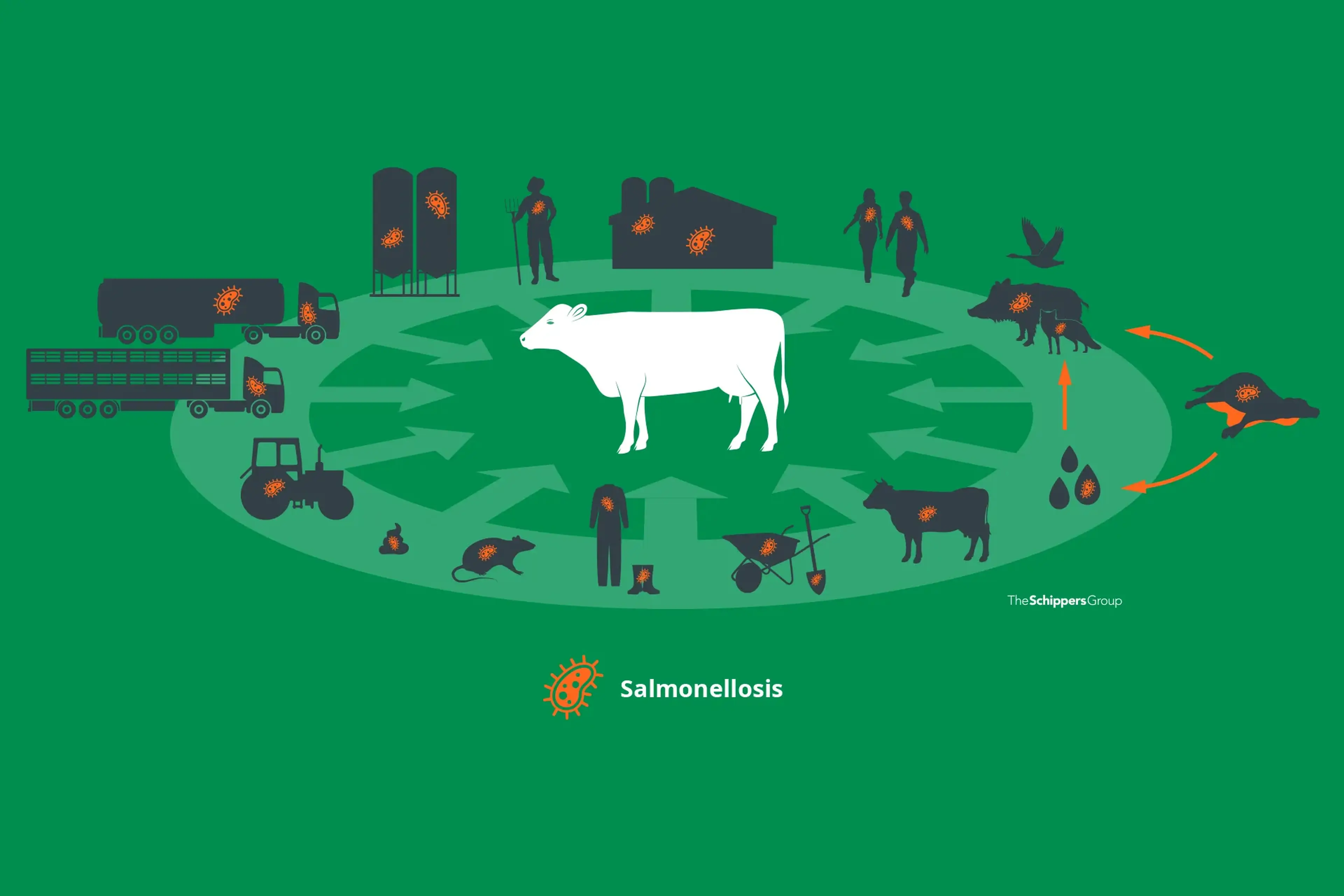 The 5 steps to prevent Salmonella in cattle