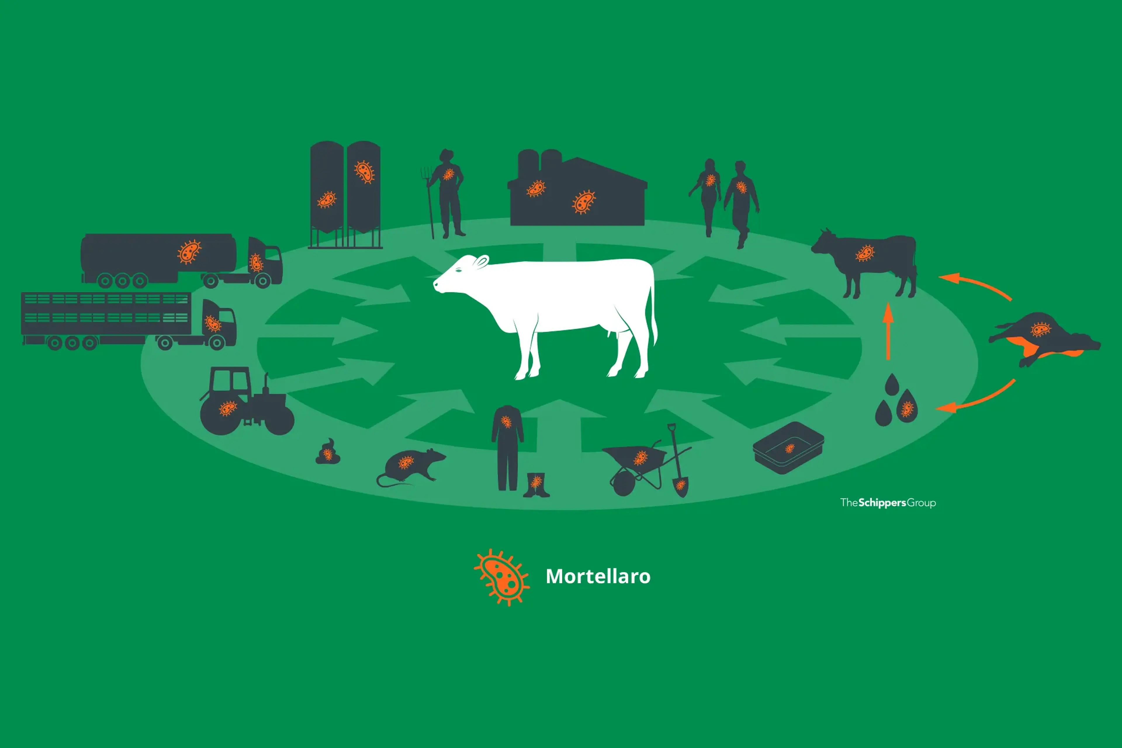 5 steps of treating digital dermatitis in cattle