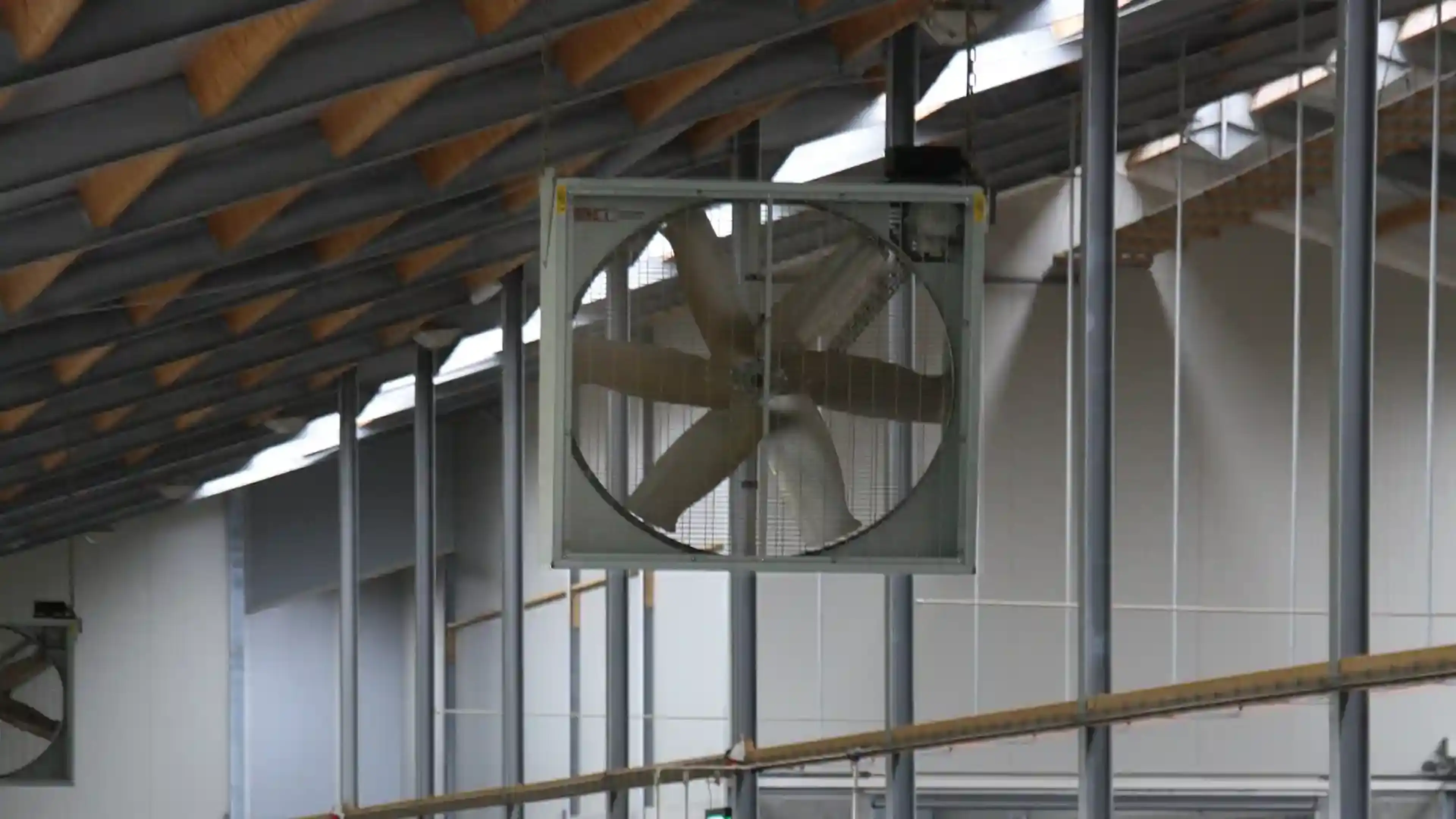 Hittestress bij melkvee: herkennen en voorkomen