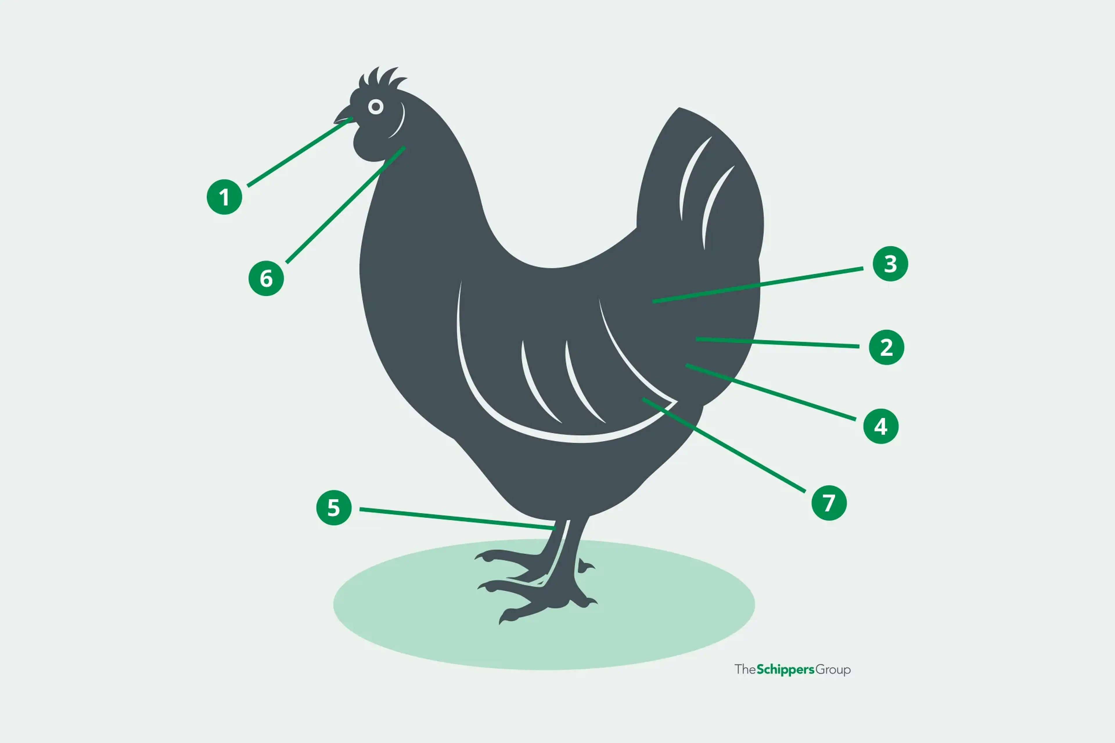Prévention des cas de salmonellose : stratégies et mesures