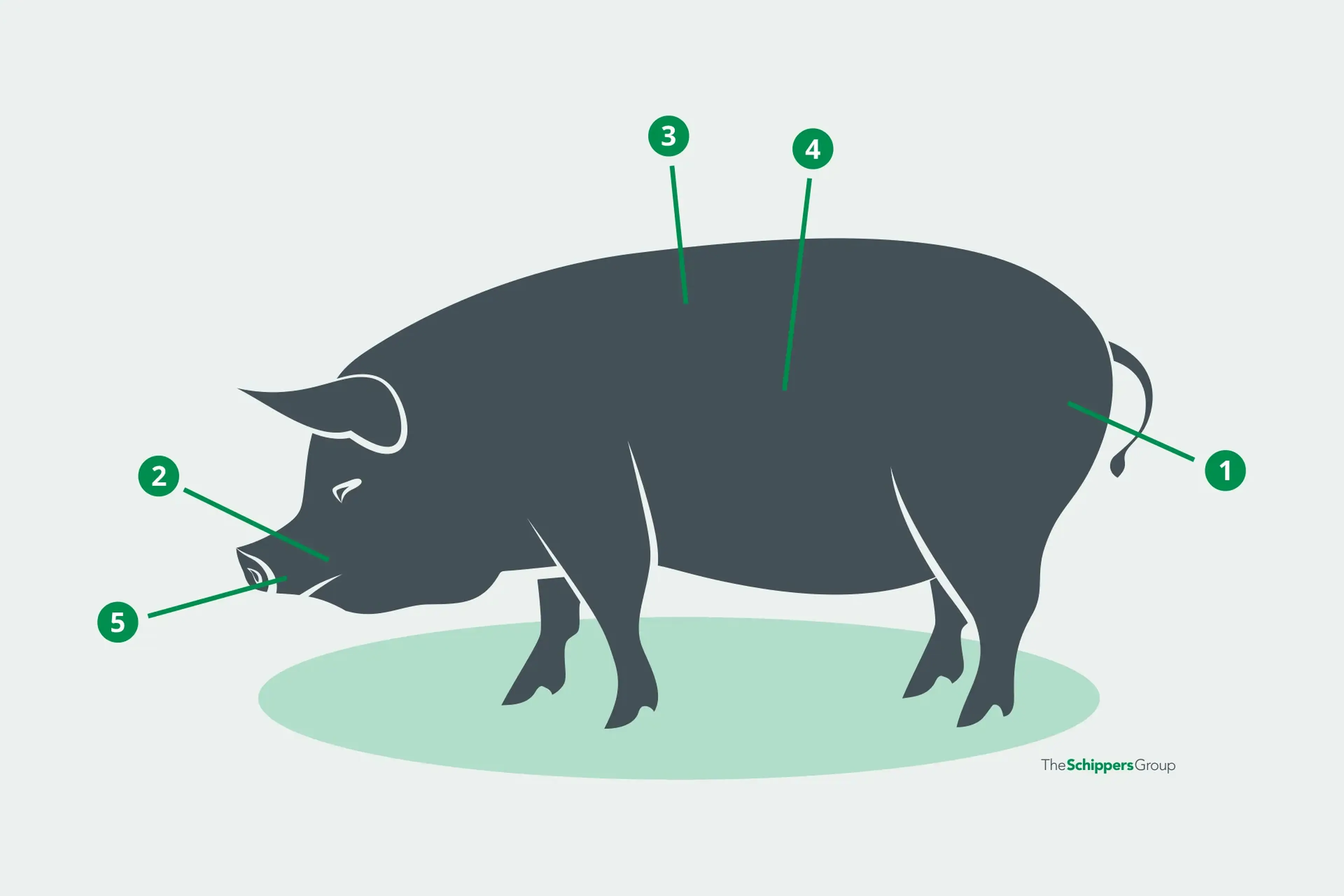 Comprendre et prévenir les diarrhées en post-sevrage