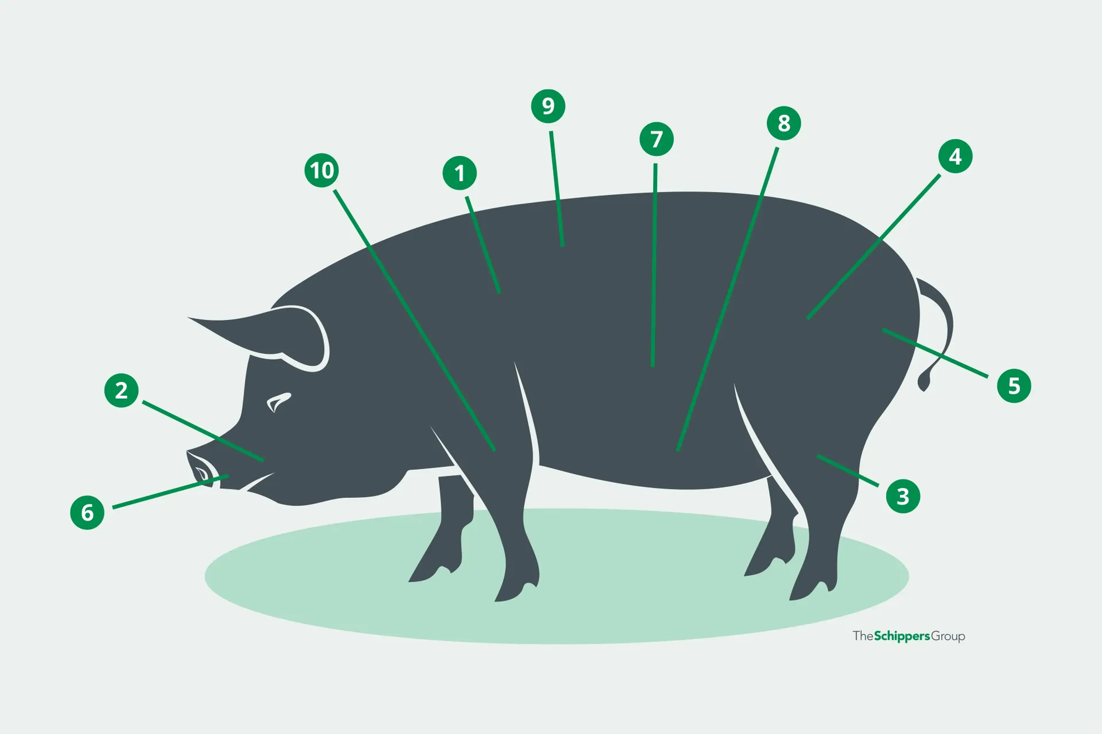 Afrikansk svinepest | Beskyt din griseproduktion | Schippers Danmark