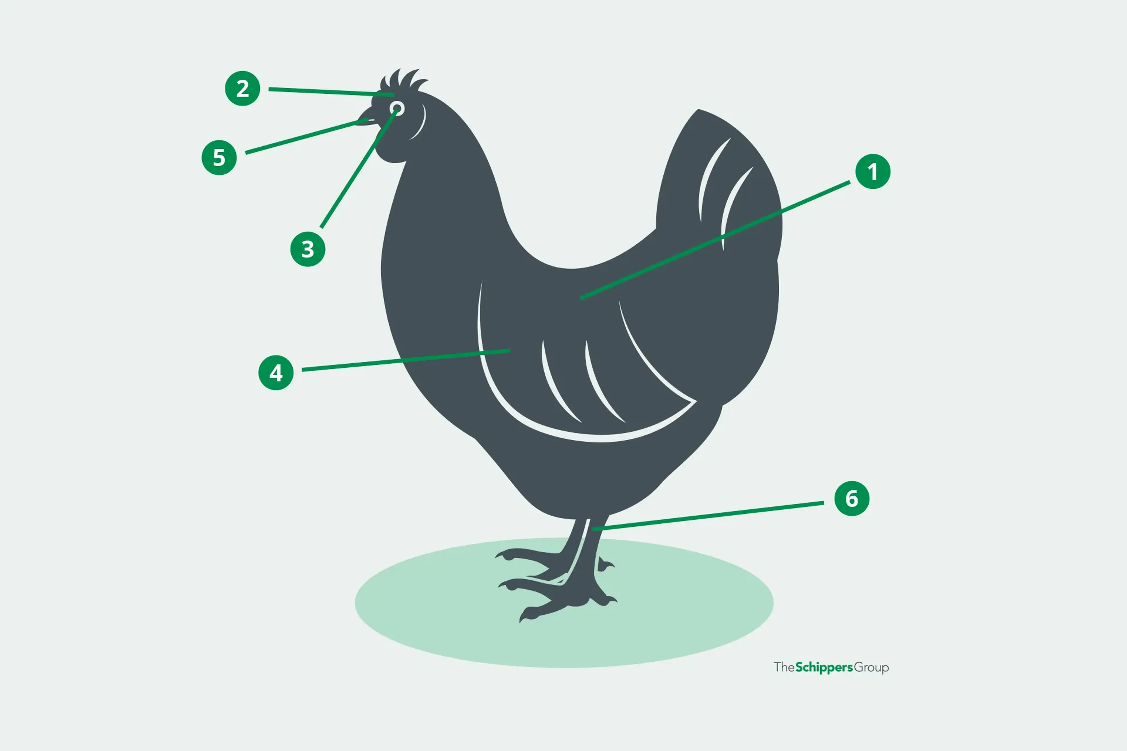 Voorkom de ziekte van Marek bij kippen in 5 stappen