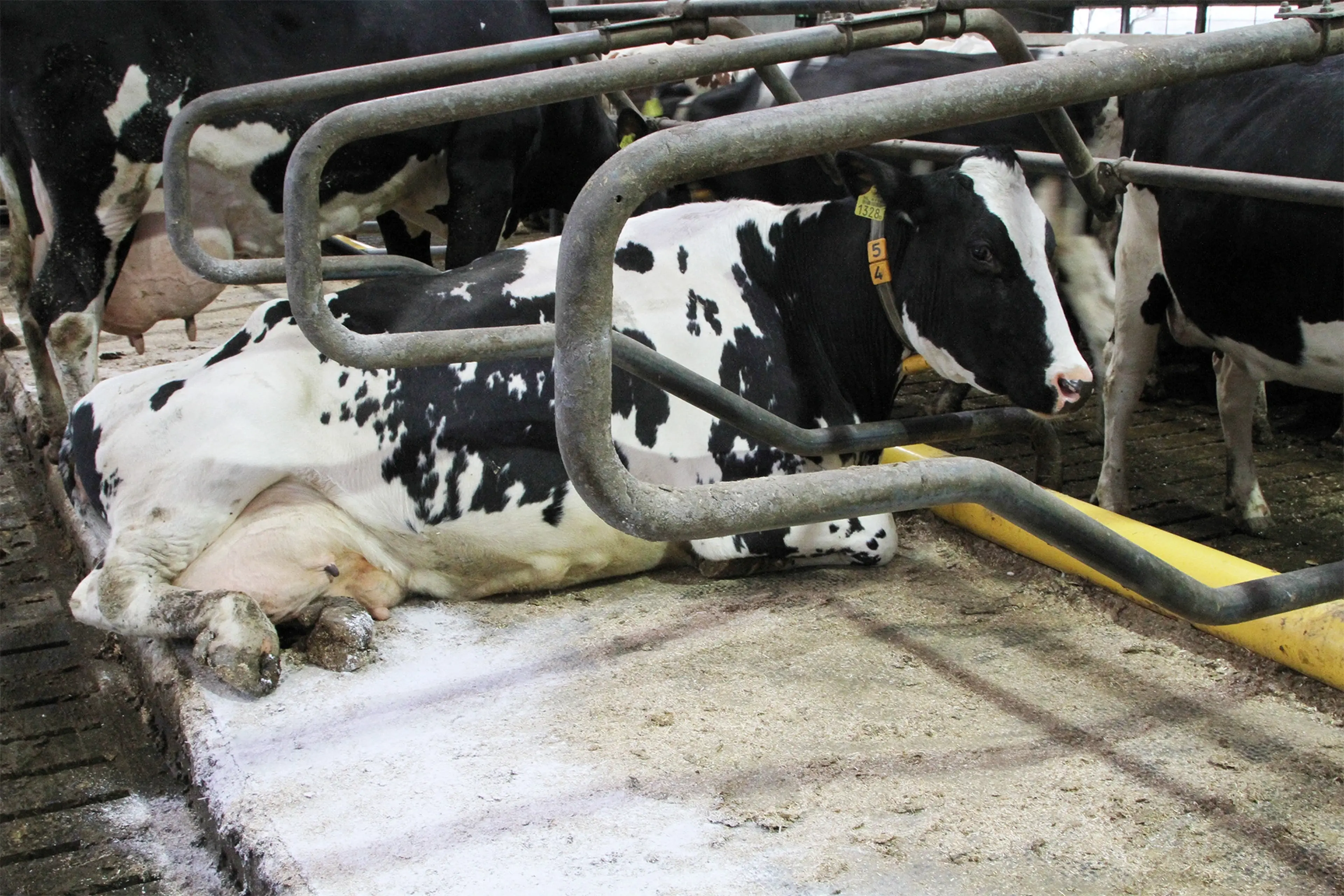 Udder Care: The Foundation of Good Udder Health