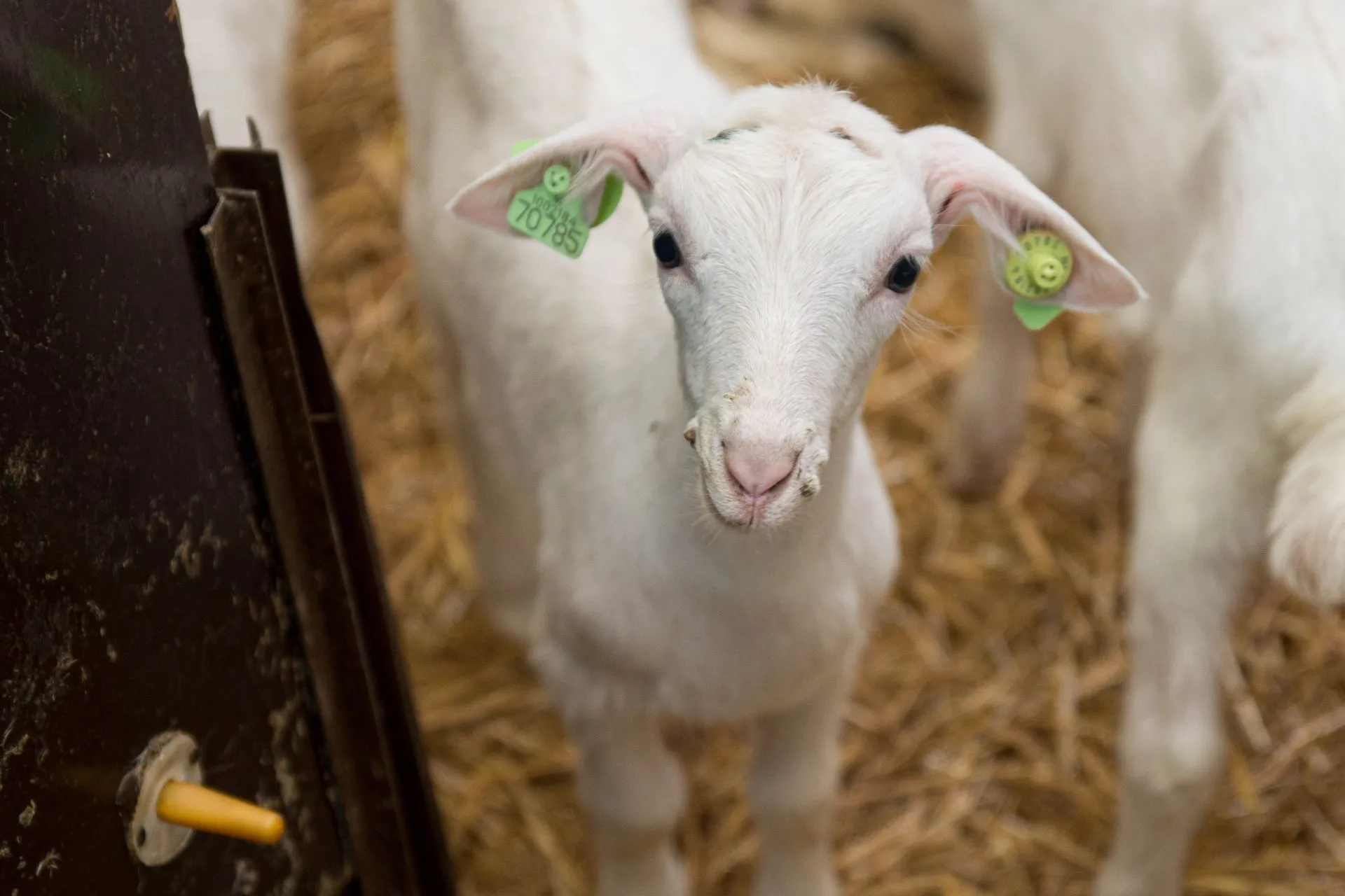 Hygienic rearing of lambs