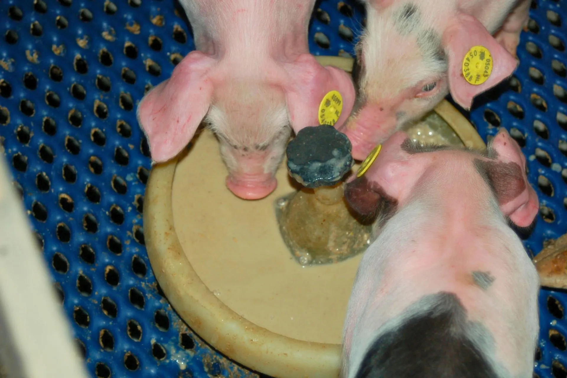 Prevent feed spoilage with MS WetFeed for pigs
