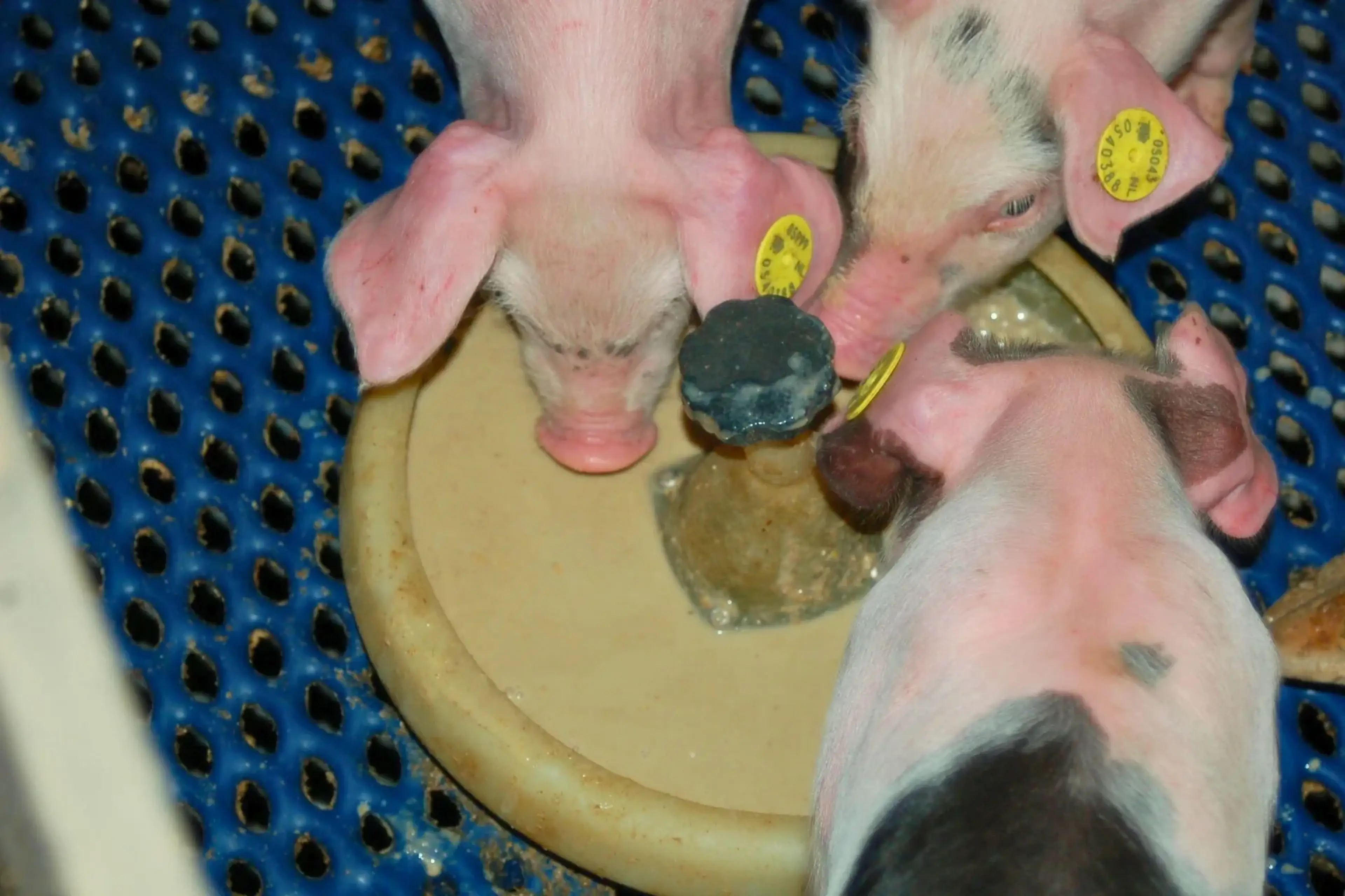 Goede brijvoerhygiëne is essentieel voor de groei van varkens