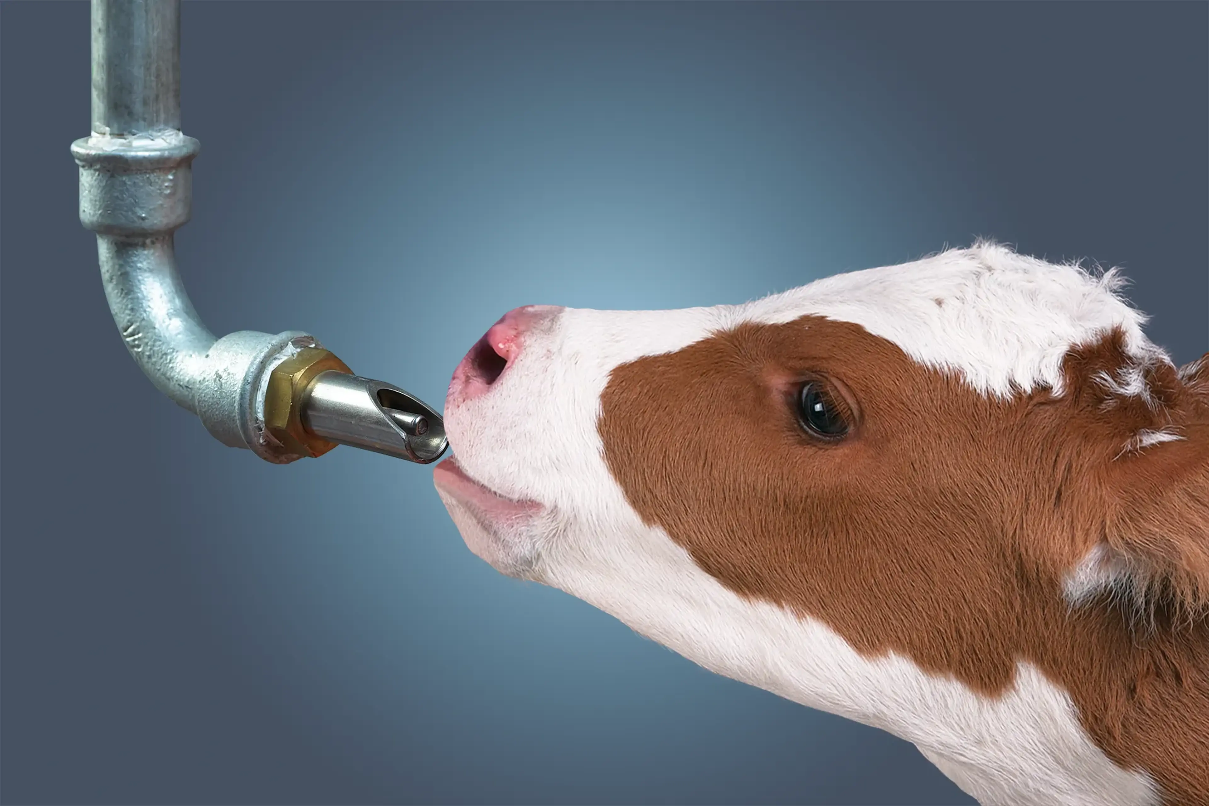 Proteja a sus terneros contra la coccidiosis en 5 pasos