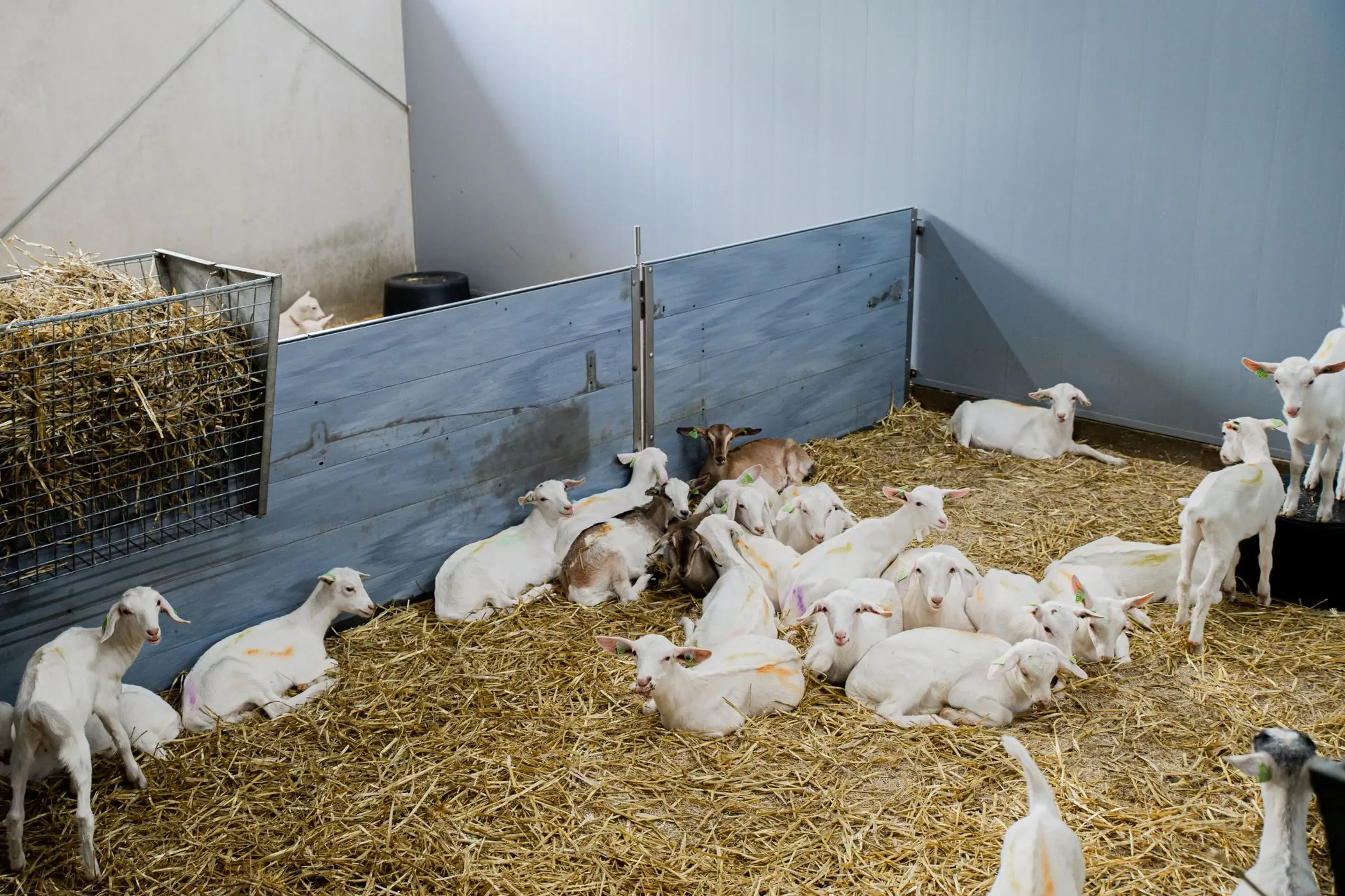 Hygienic rearing of lambs