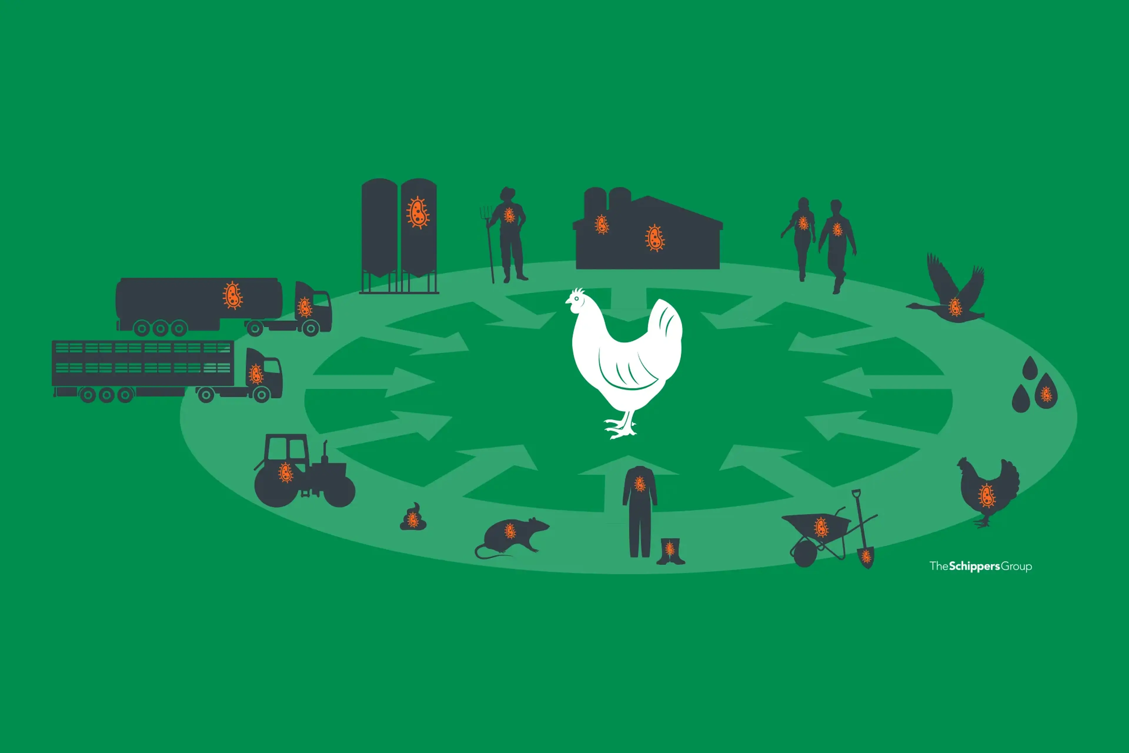 Recognize and protect Infectious Coryza in poultry