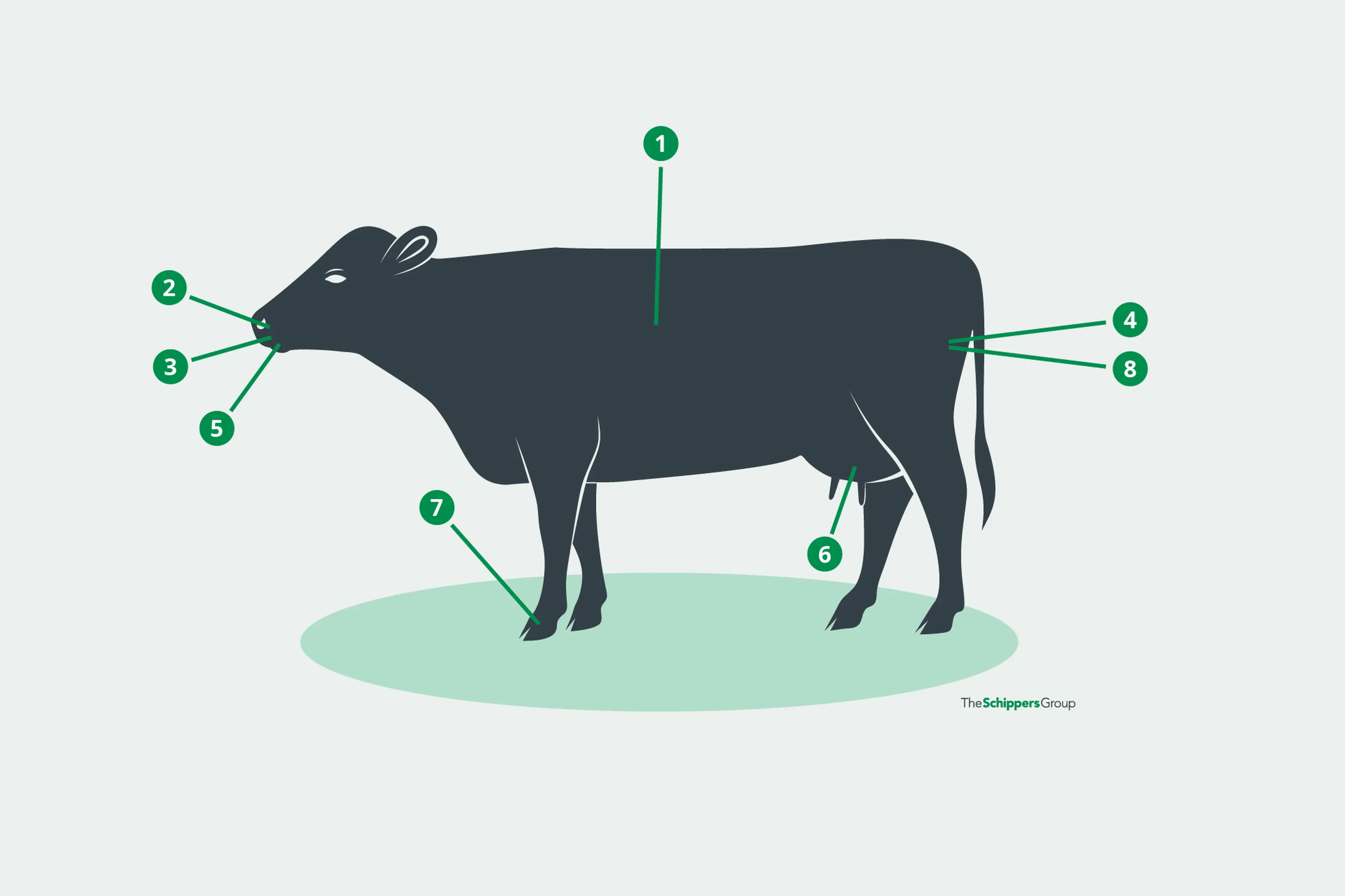 Brunsterkennung, Fruchtbarkeit und Besamung von Kühen