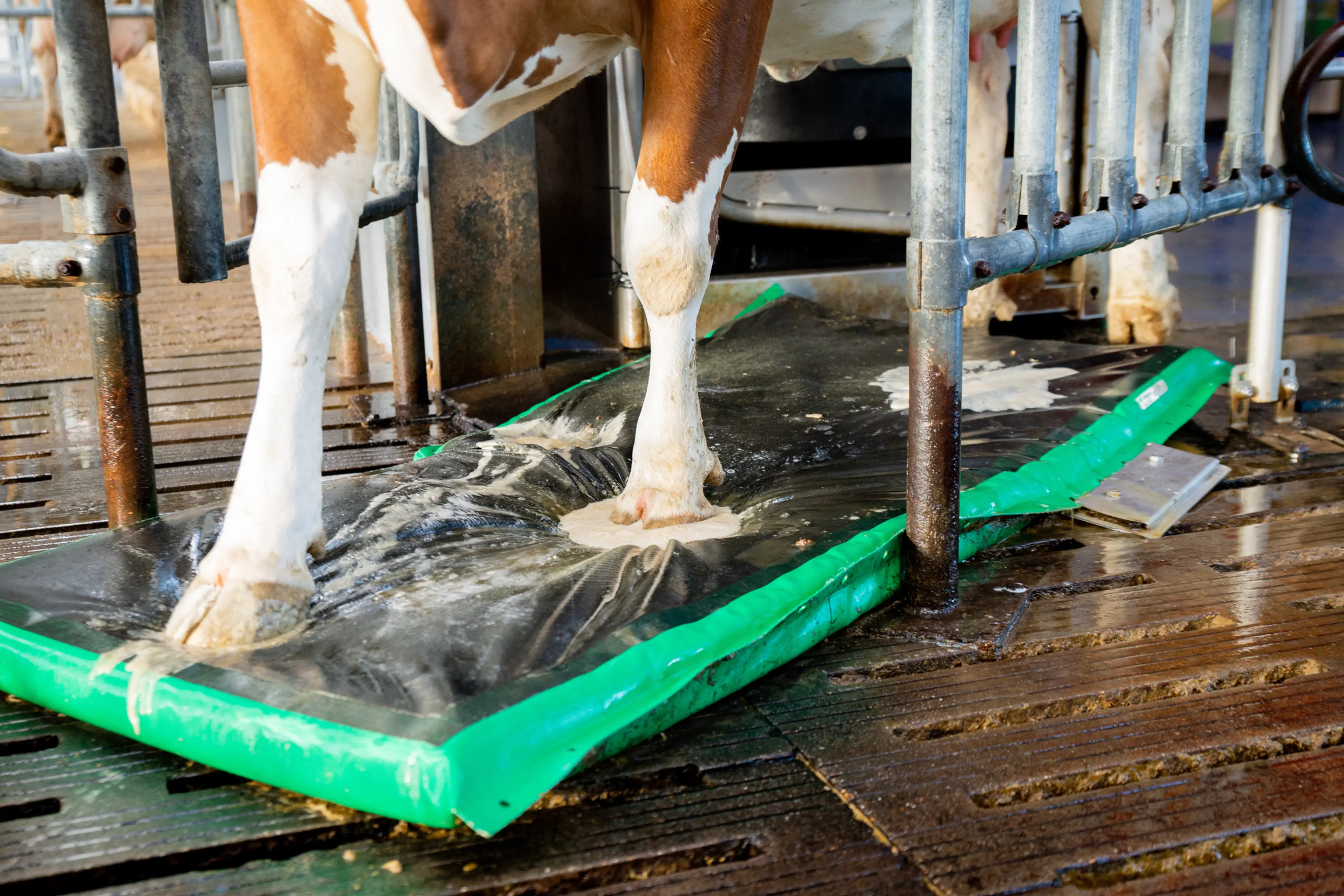 Tussenklauwontsteking bij koeien: herken en voorkom infecties