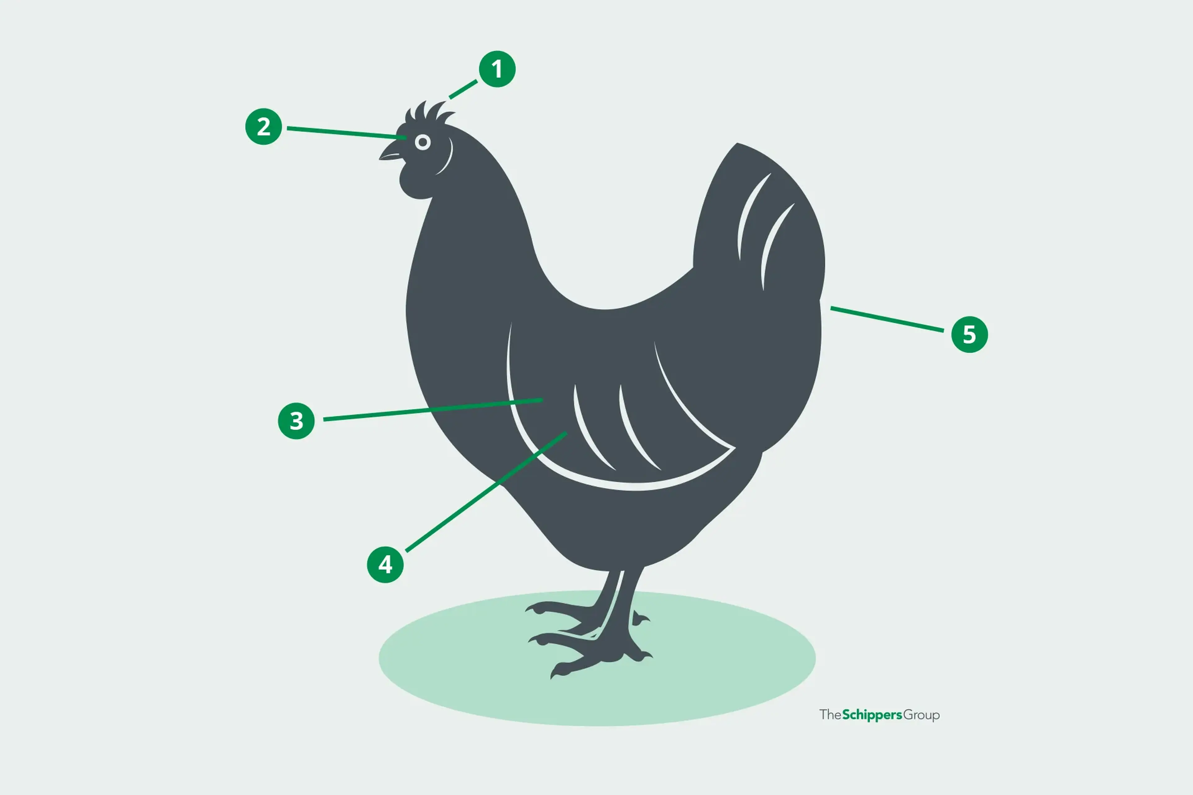 Prevention tips for Fatty Liver Hemorrhagic Syndrome (FLHS) every ...