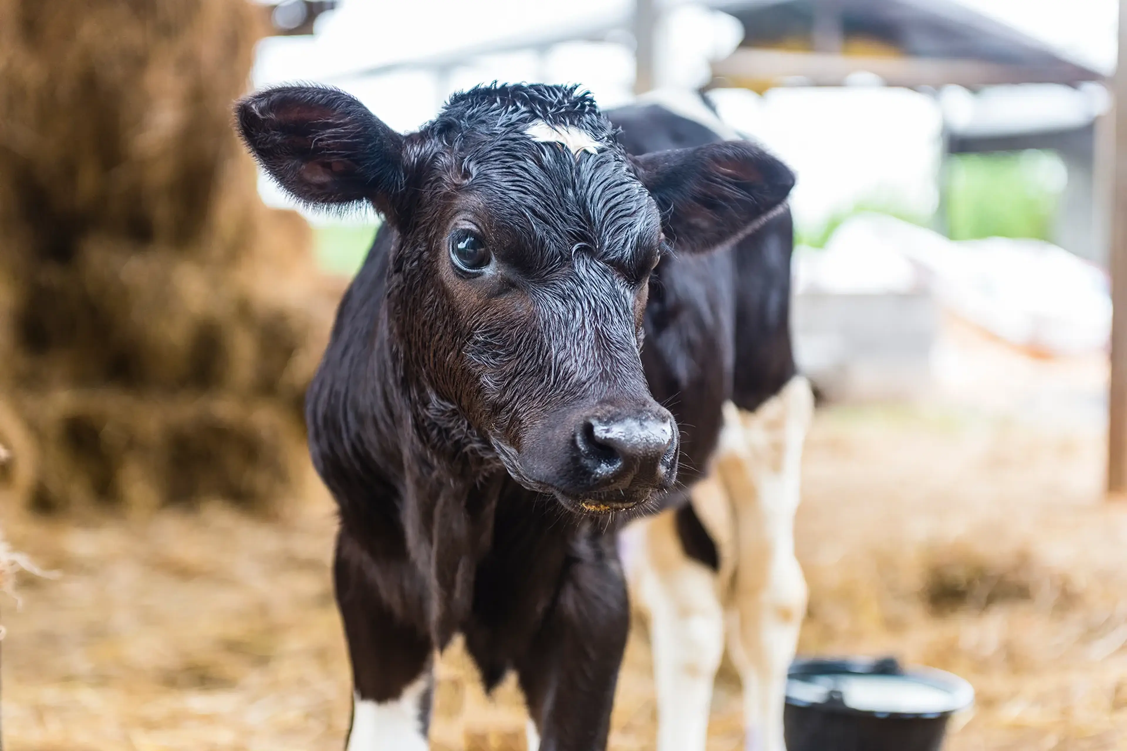 Begin met een goede basis voor je kalveren