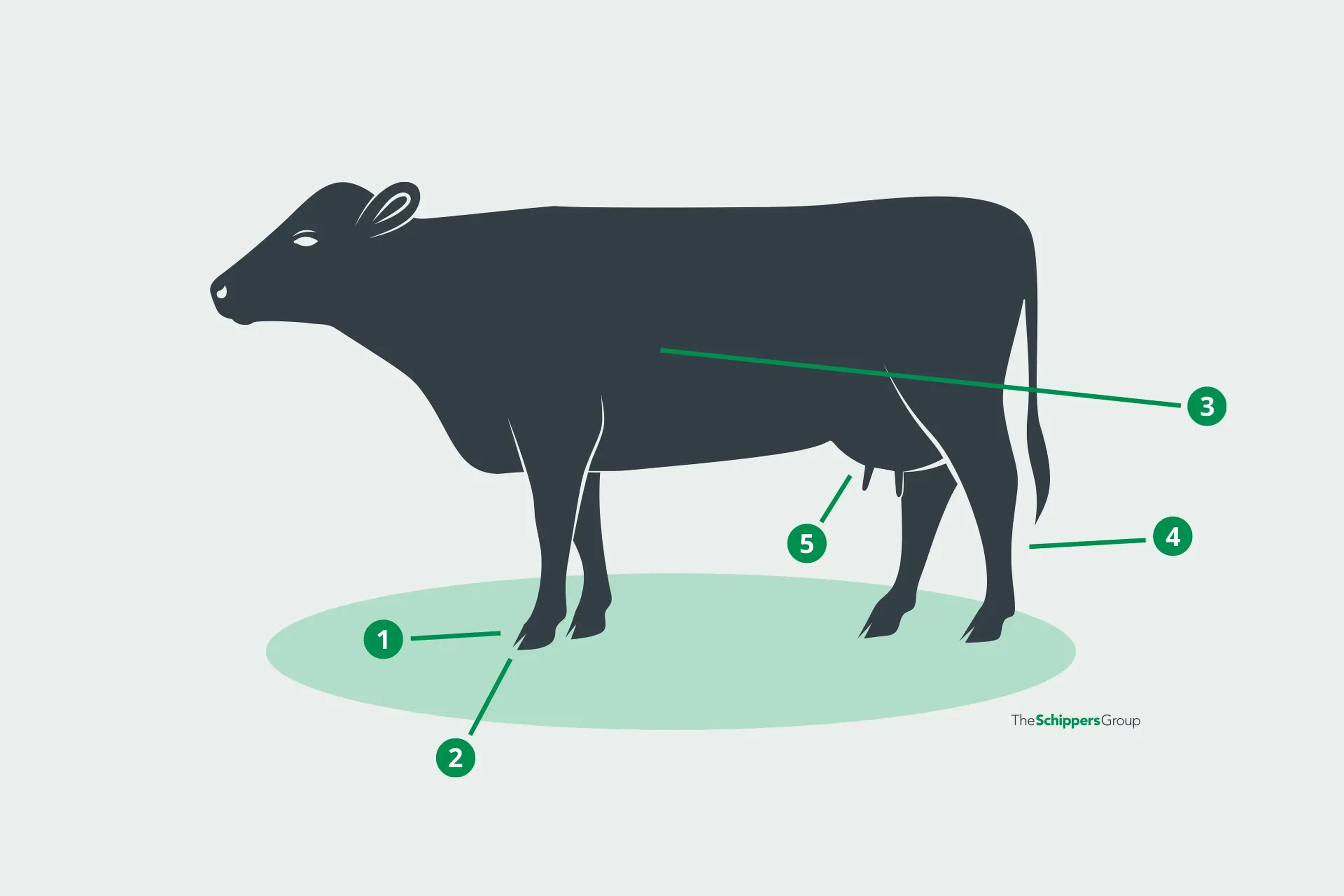 Tussenklauwontsteking bij koeien: herken en voorkom infecties