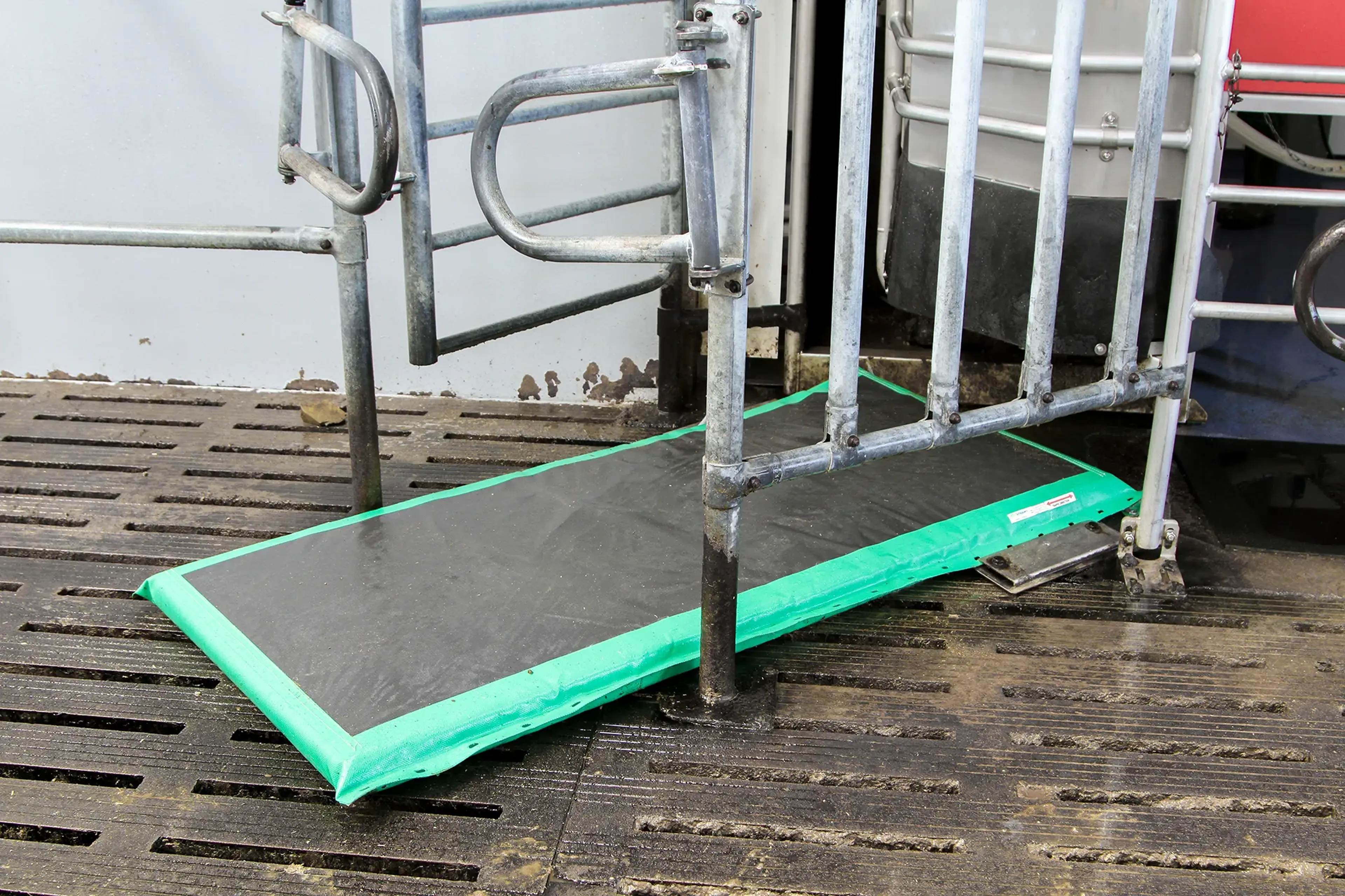 5 steps of treating digital dermatitis in cattle