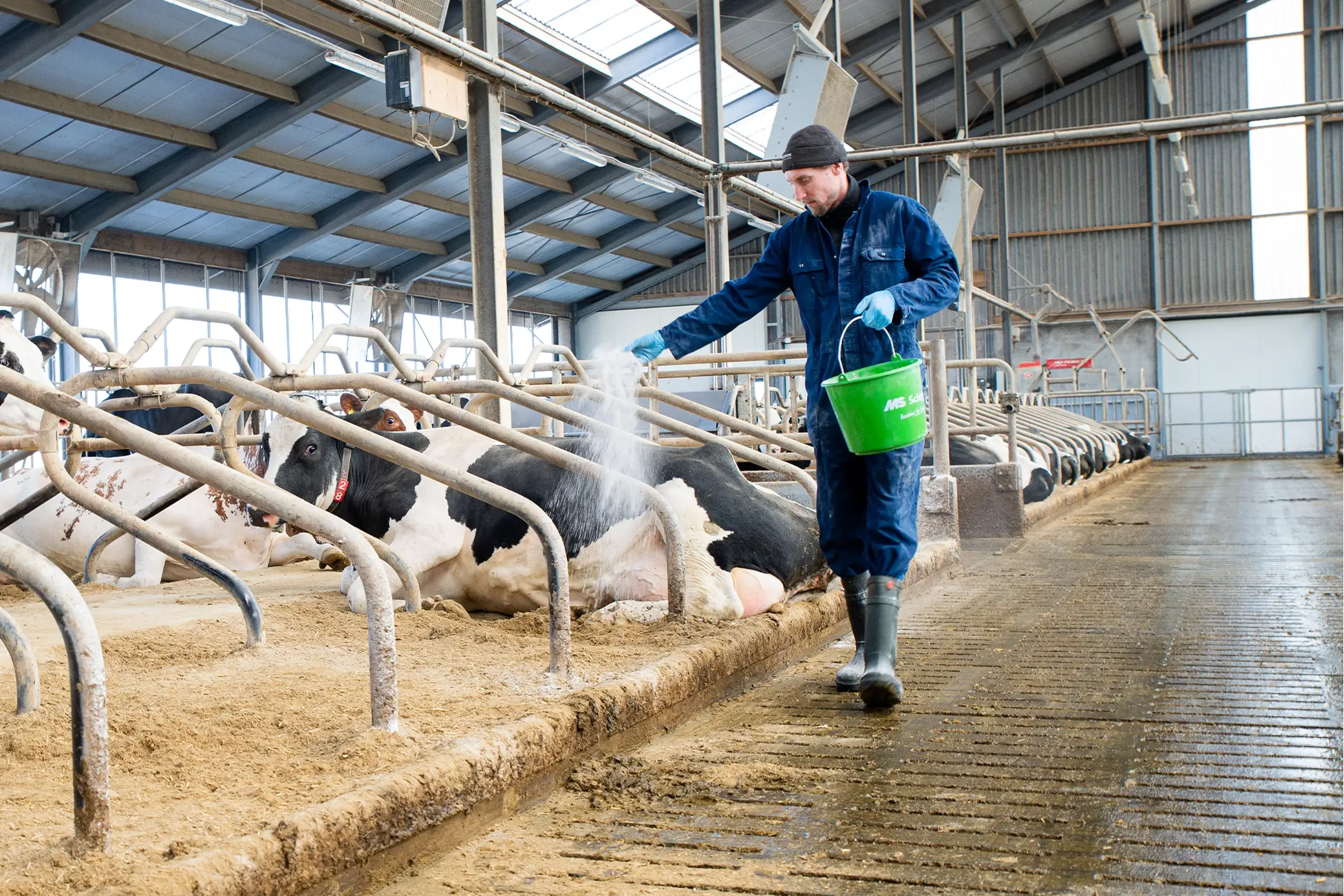 Drying powders in cubicles, calf huts and calf pens