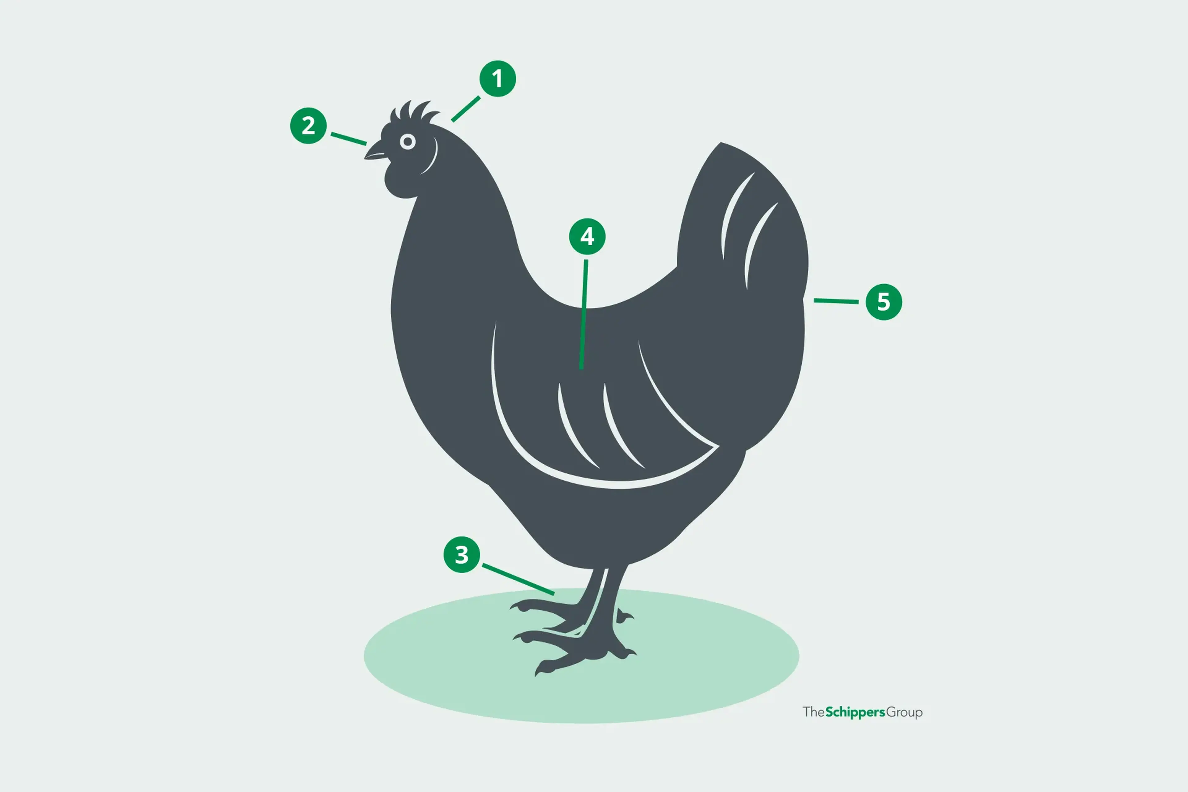 Tips to protect your farm from Blackhead Disease