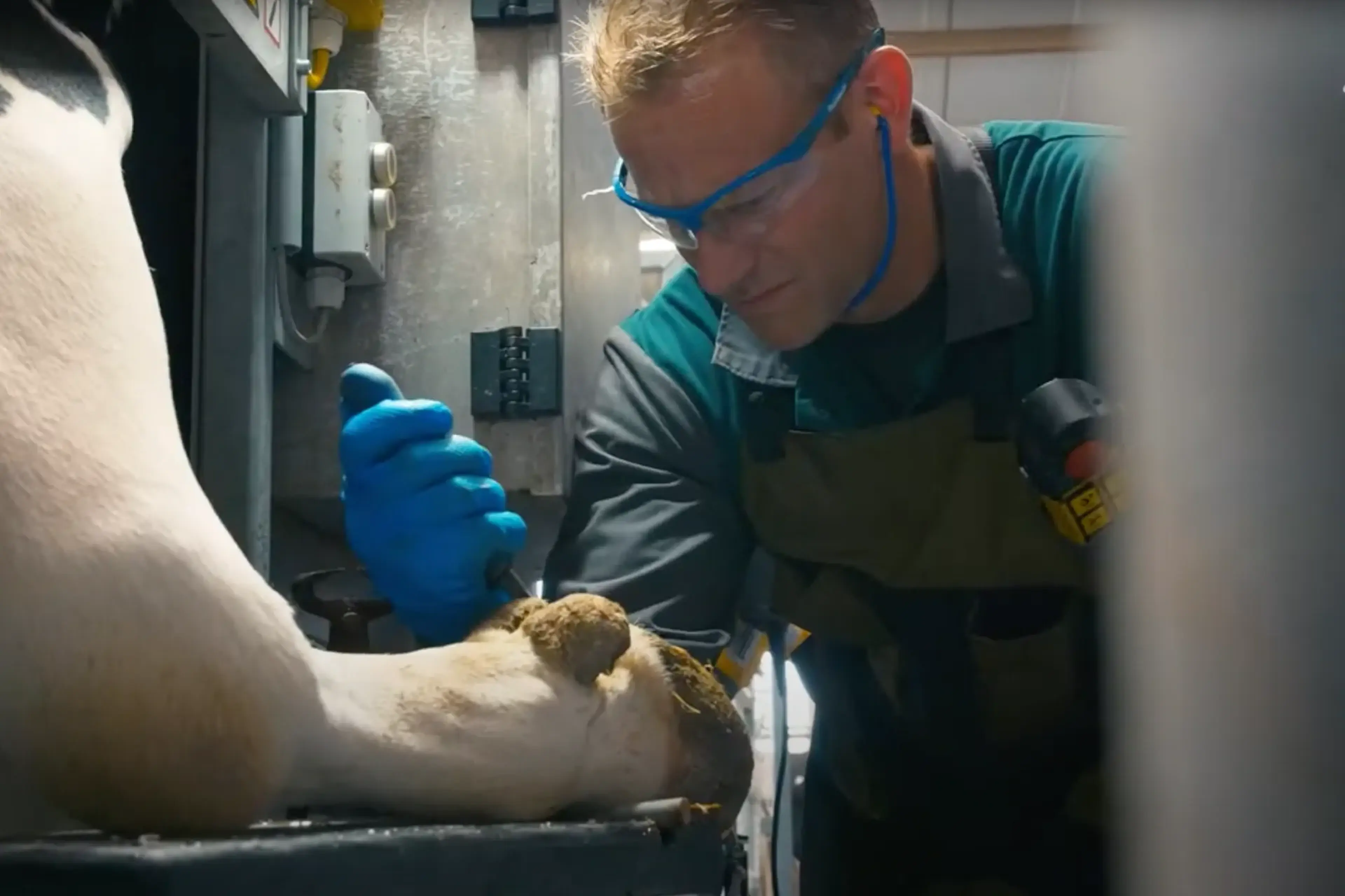 Step-by-step guide for optimal hoof health