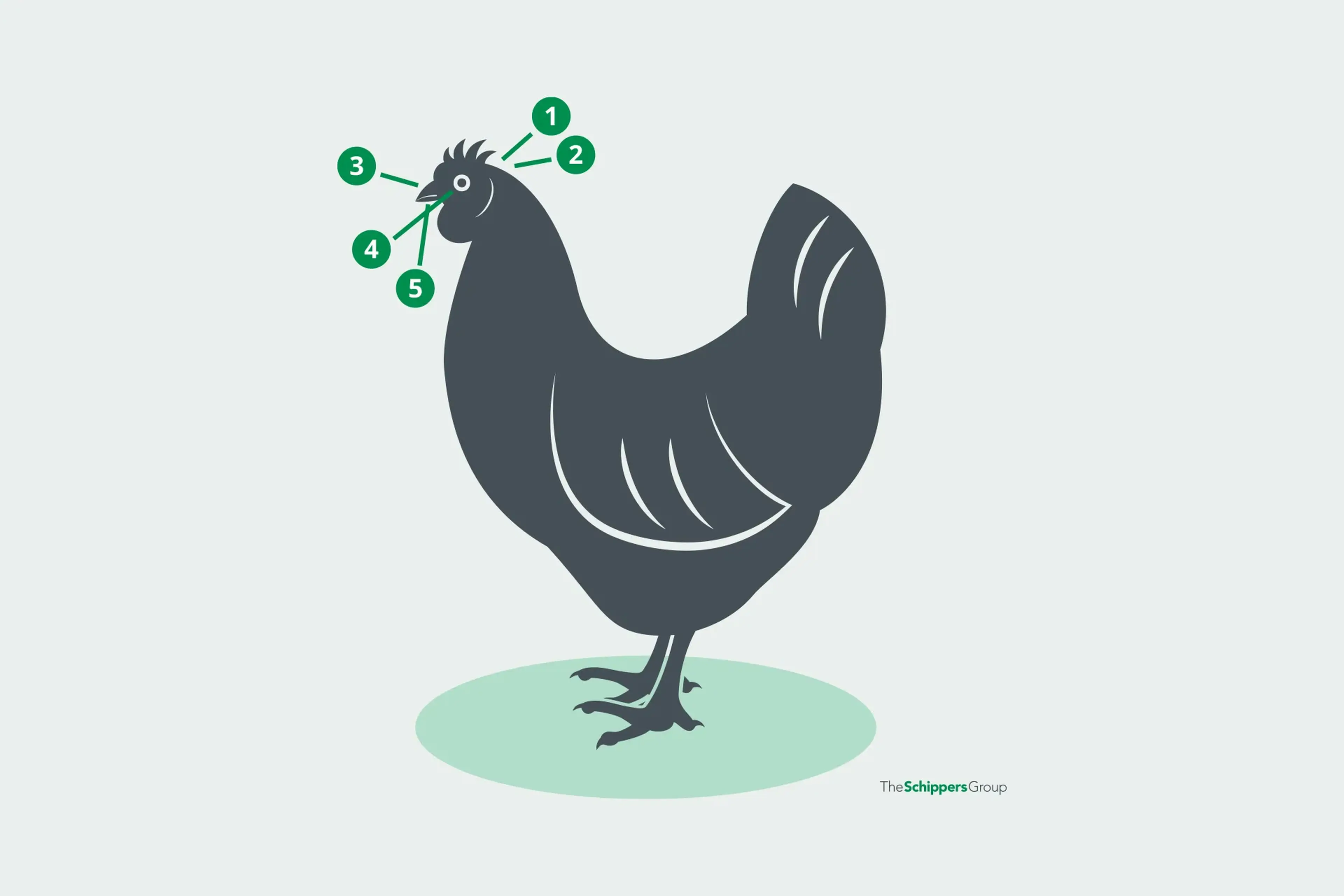 ILT bei Hühnern: Praktischer Ansatz für gesunde Hühner