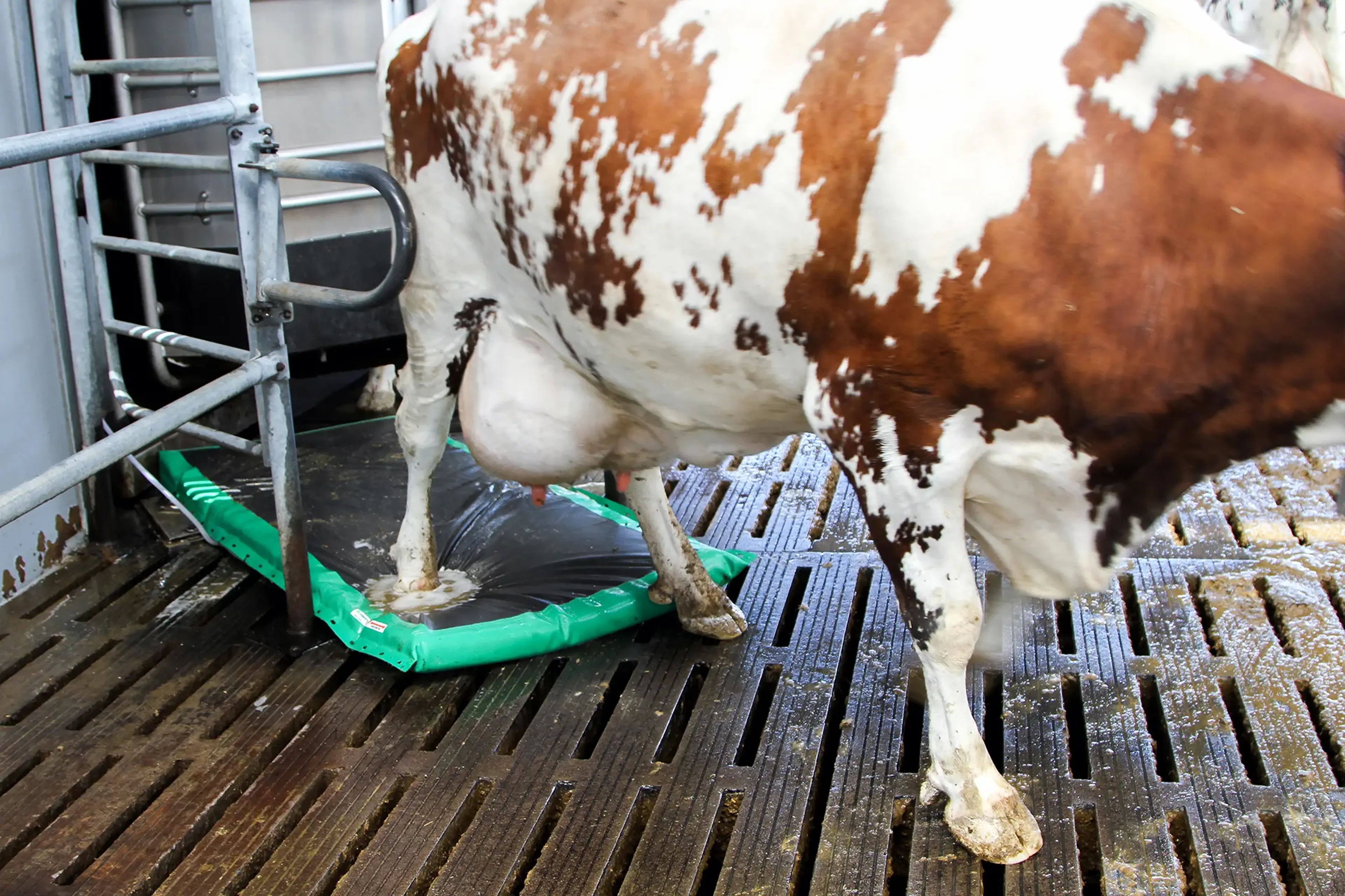 Todo lo que necesita saber sobre la tienda online de Schippers ...