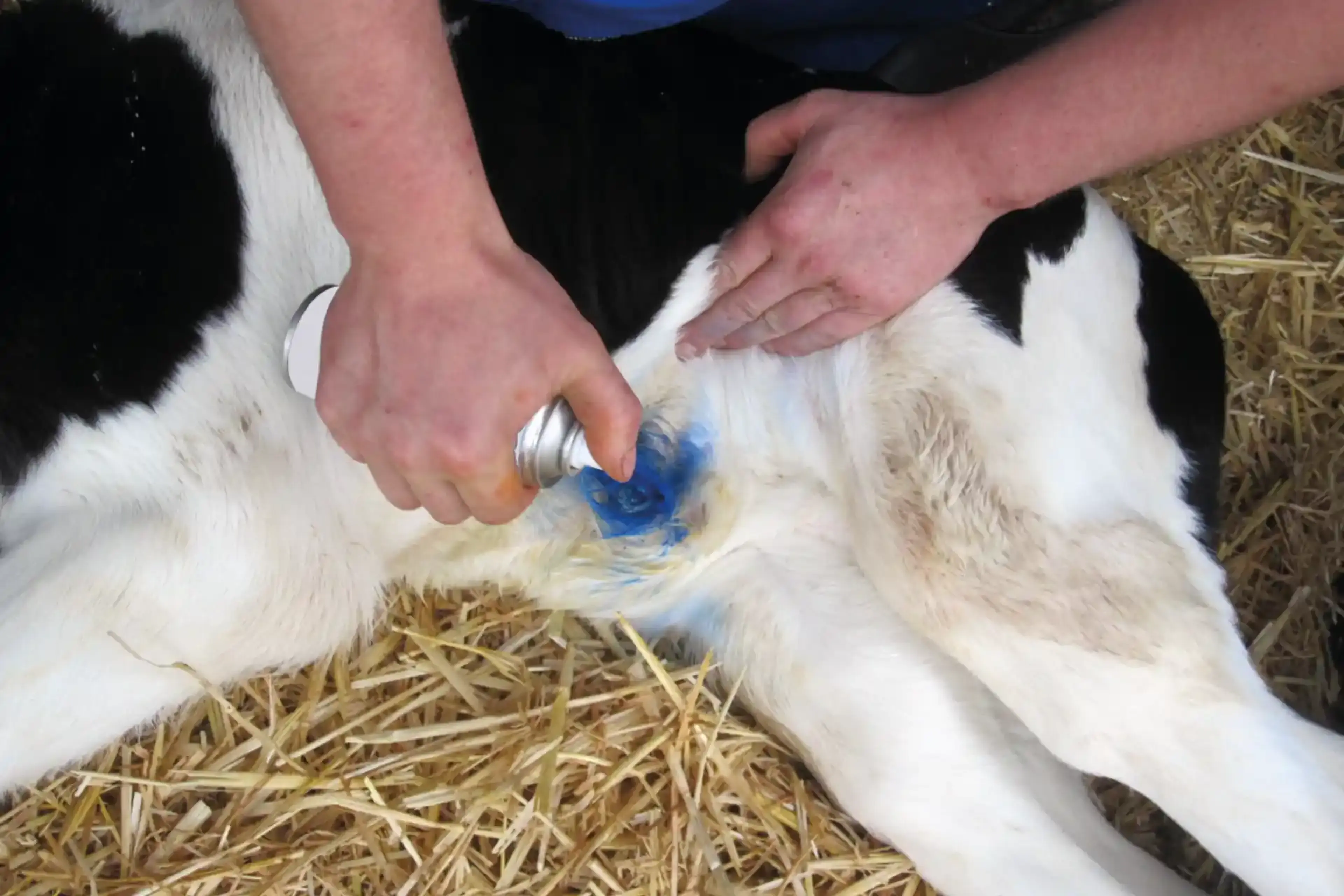 Cuidado de heridas y piel sin antibióticos para un ganado más sano