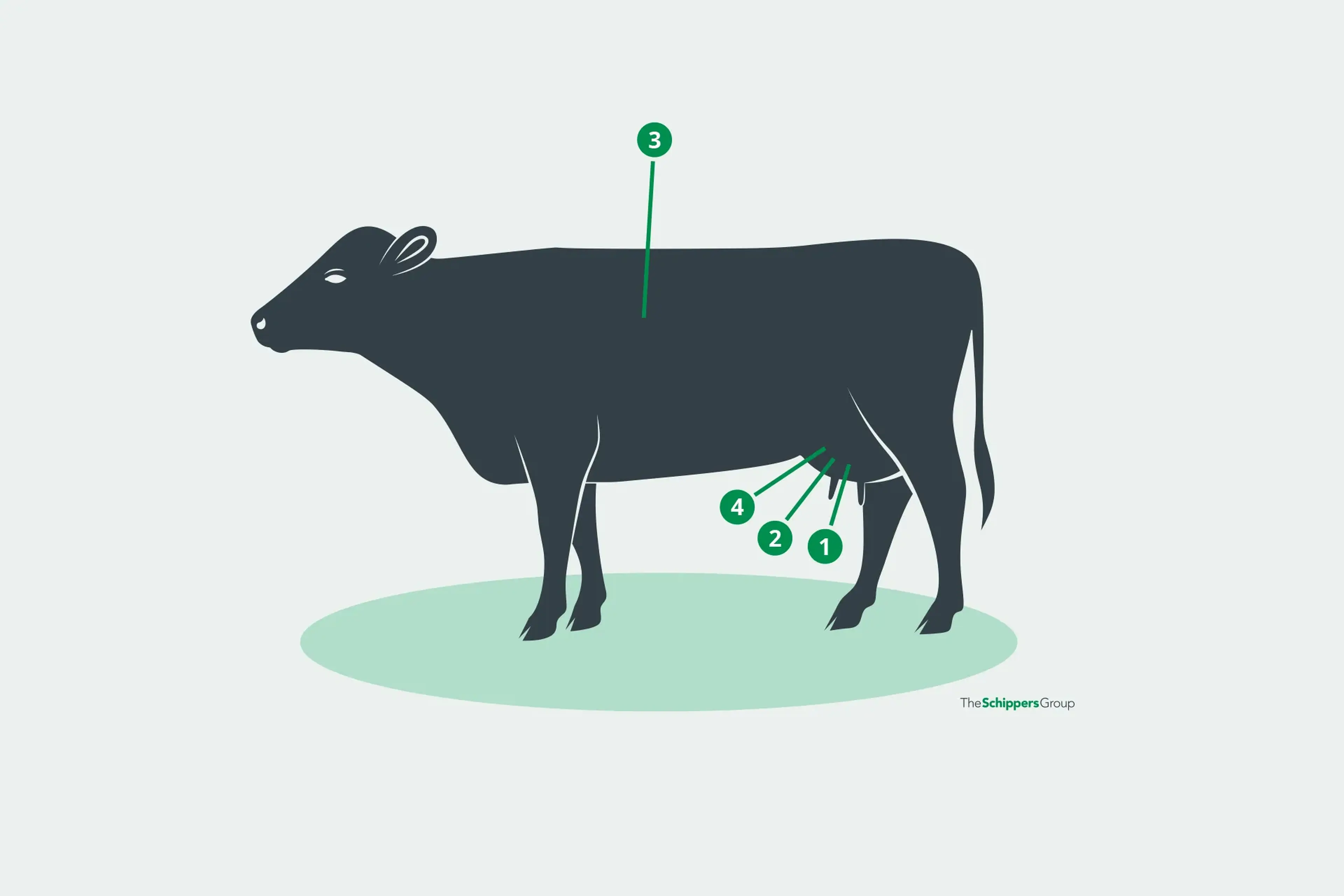 Udder edema in dairy cows