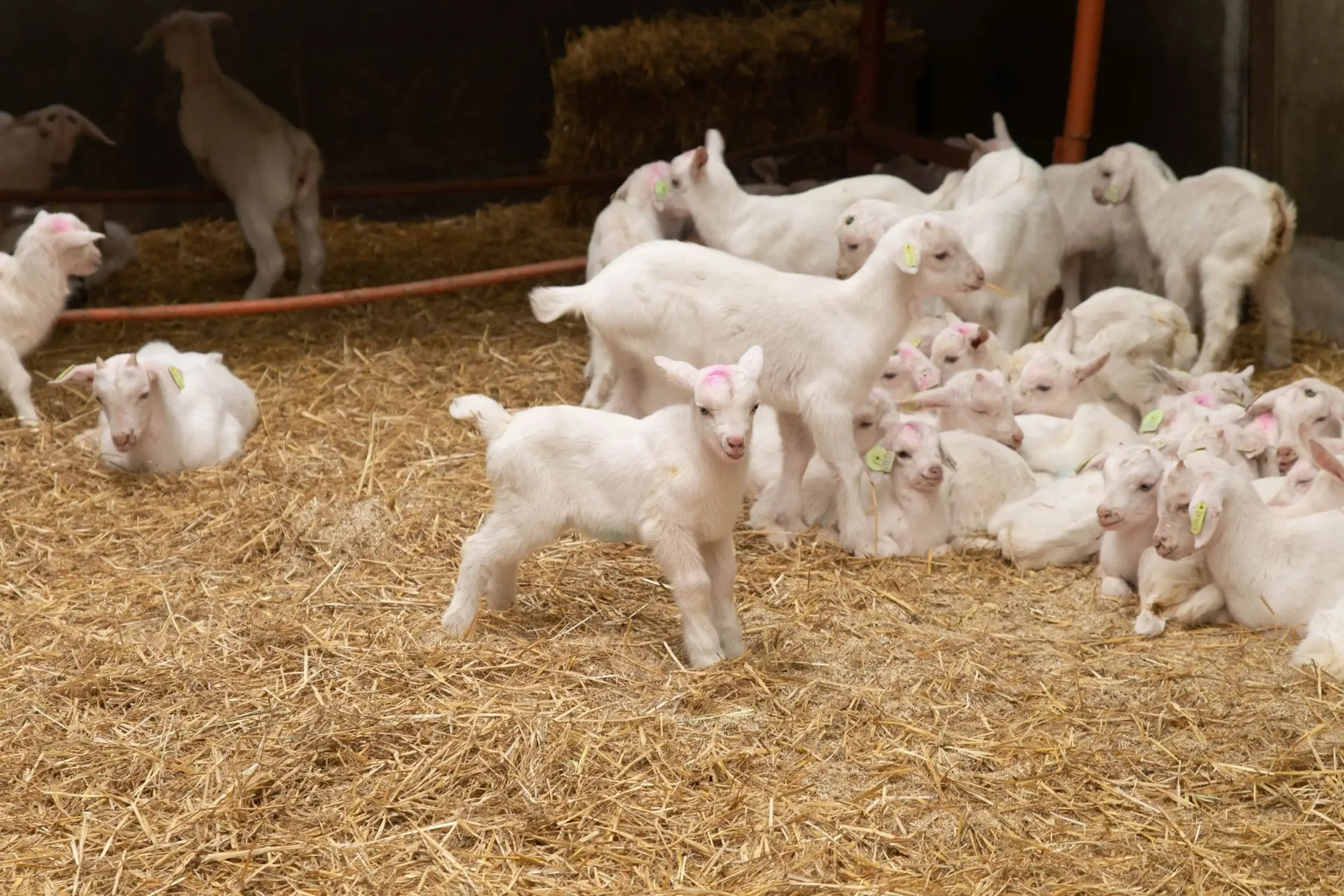 Hygienic rearing of lambs