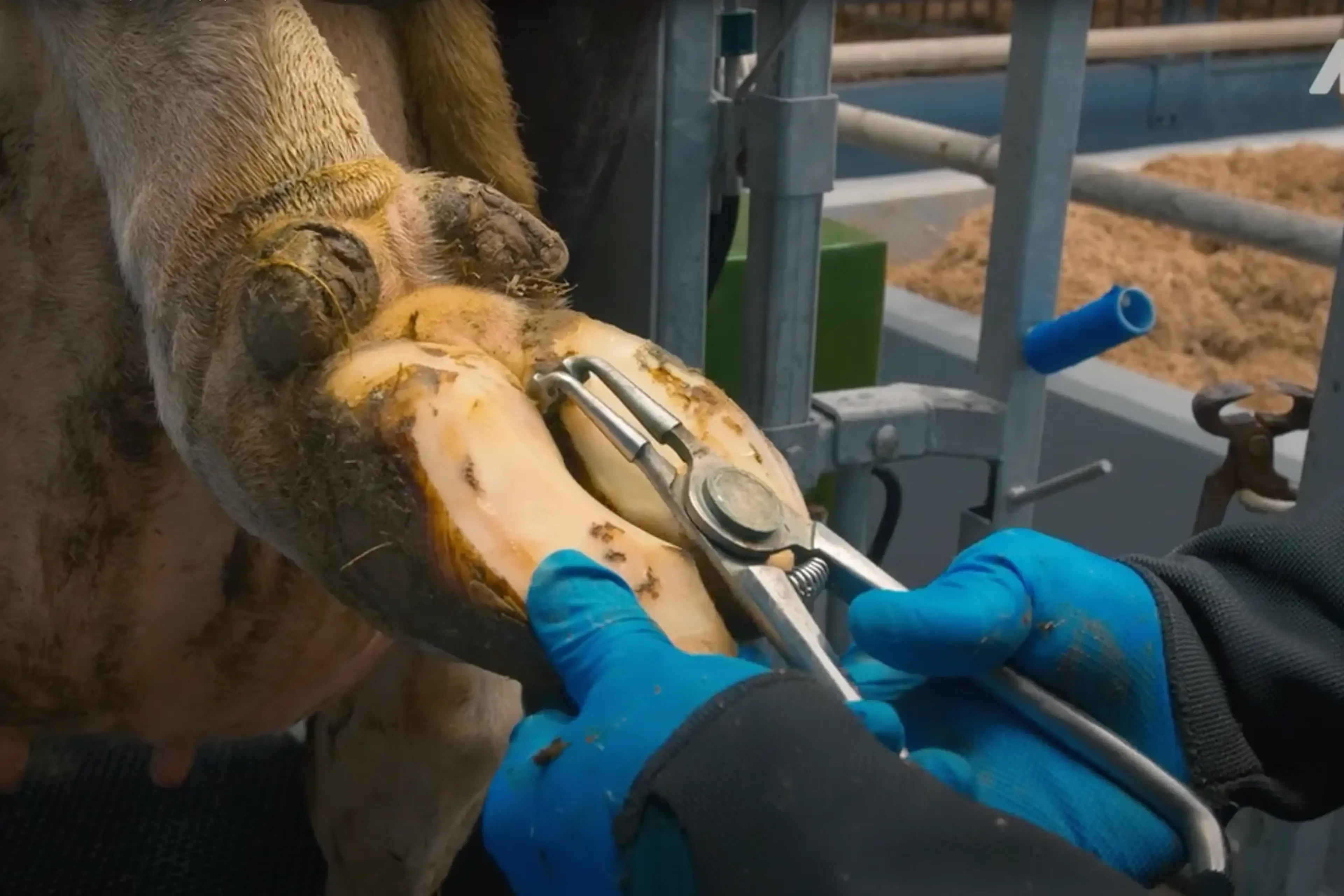 Step-by-step guide for optimal hoof health